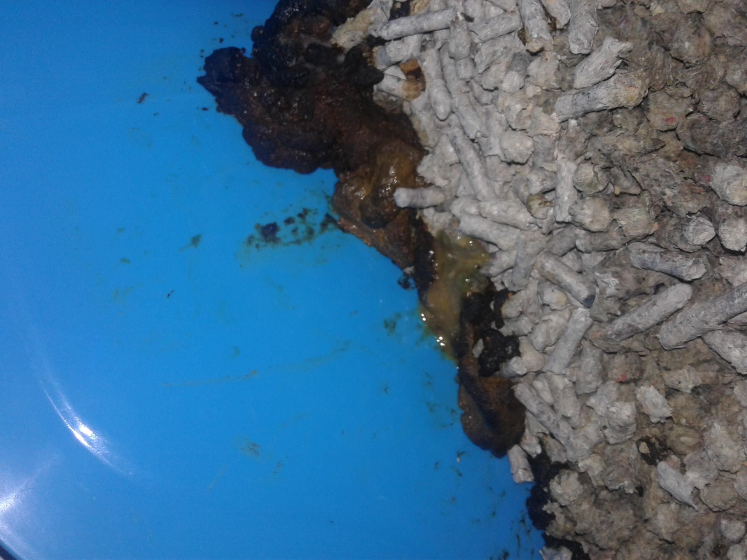 My Ferret Has Green, Slimy Poop. Could it be ECE? Get Answers | Petco