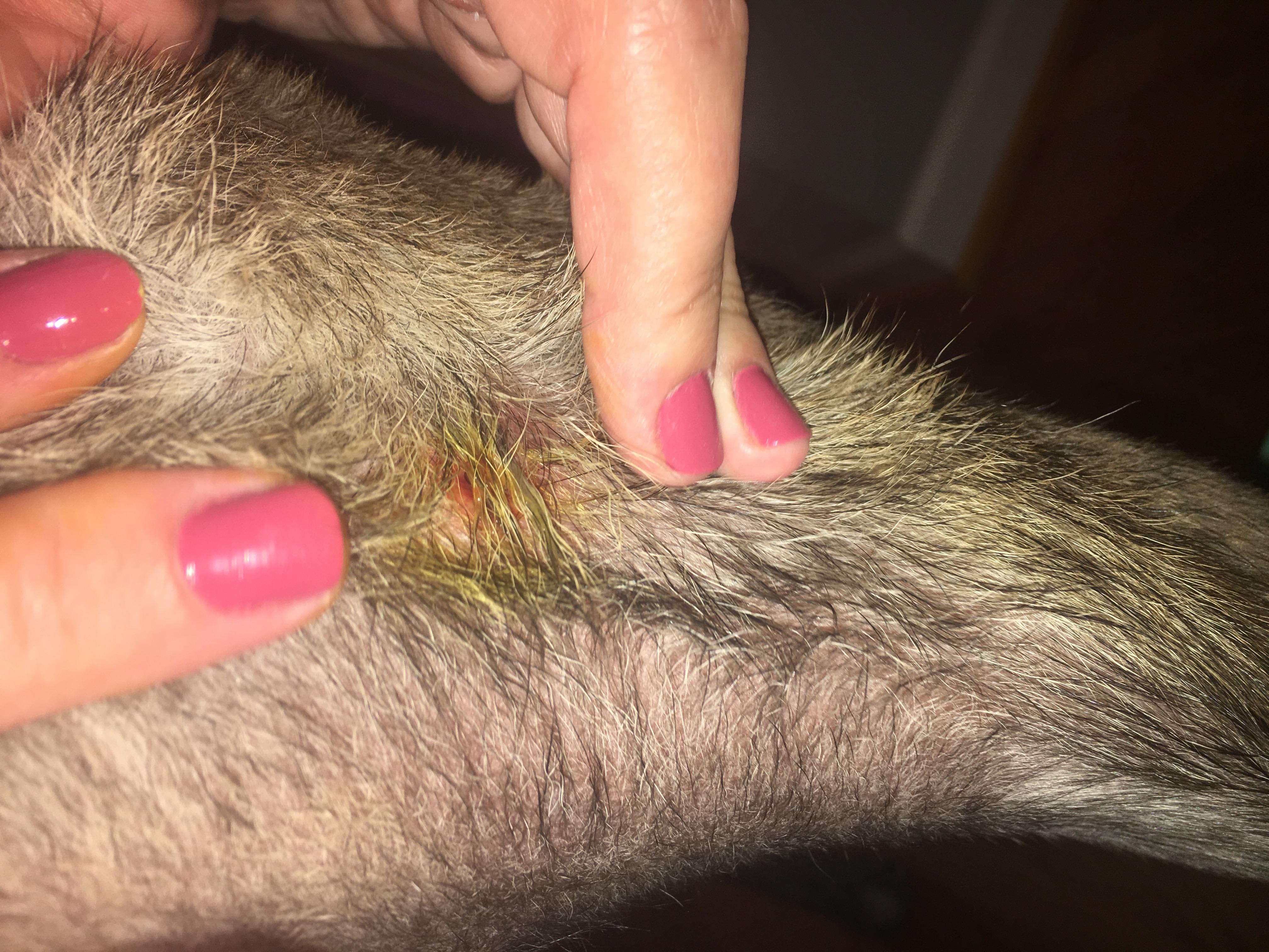 My dog has a leg wound. What should I do after I've cleaned it? | Petco