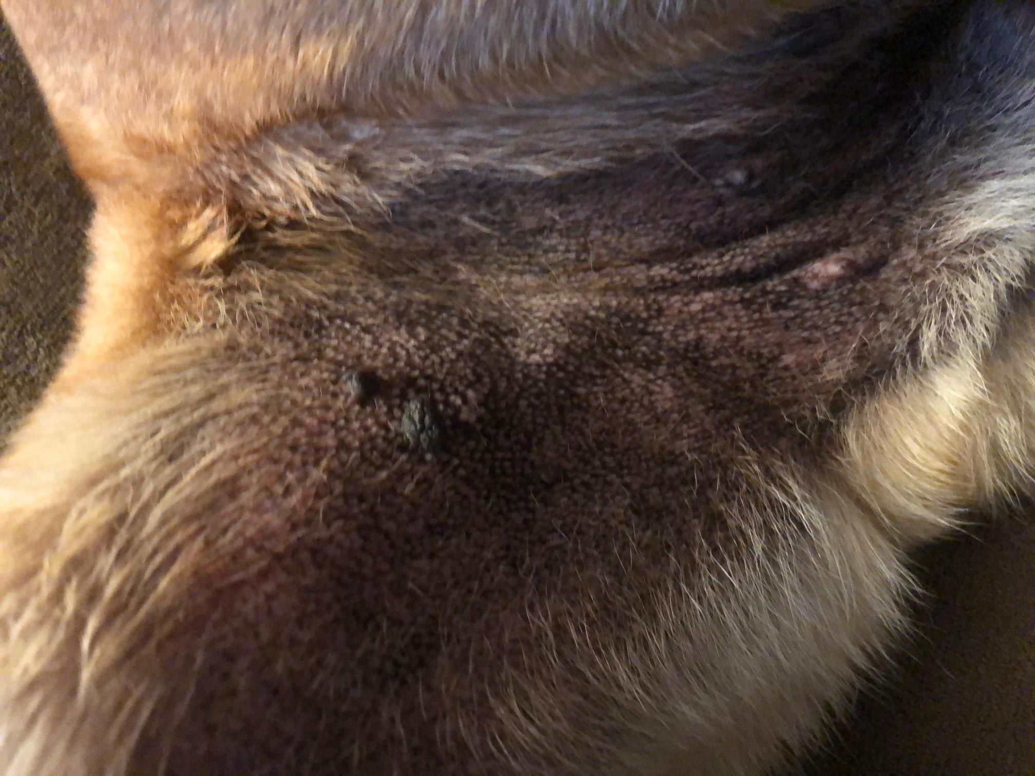 My dog has itchy, dark, raised bumps on his groin and stomach | Petco