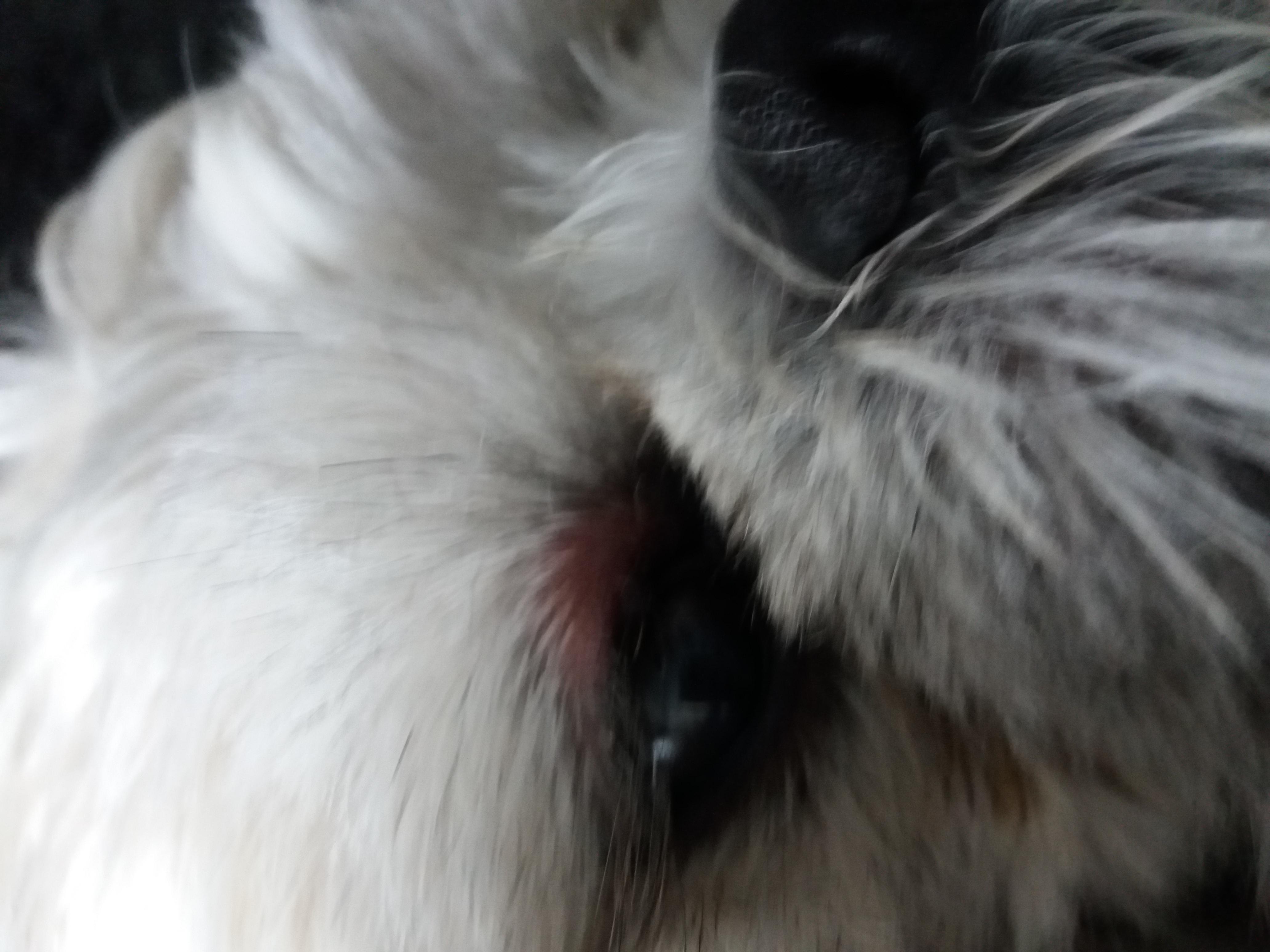 My Dog Has a Red Eyelid: What to Do & Is It an Emergency? | Petco