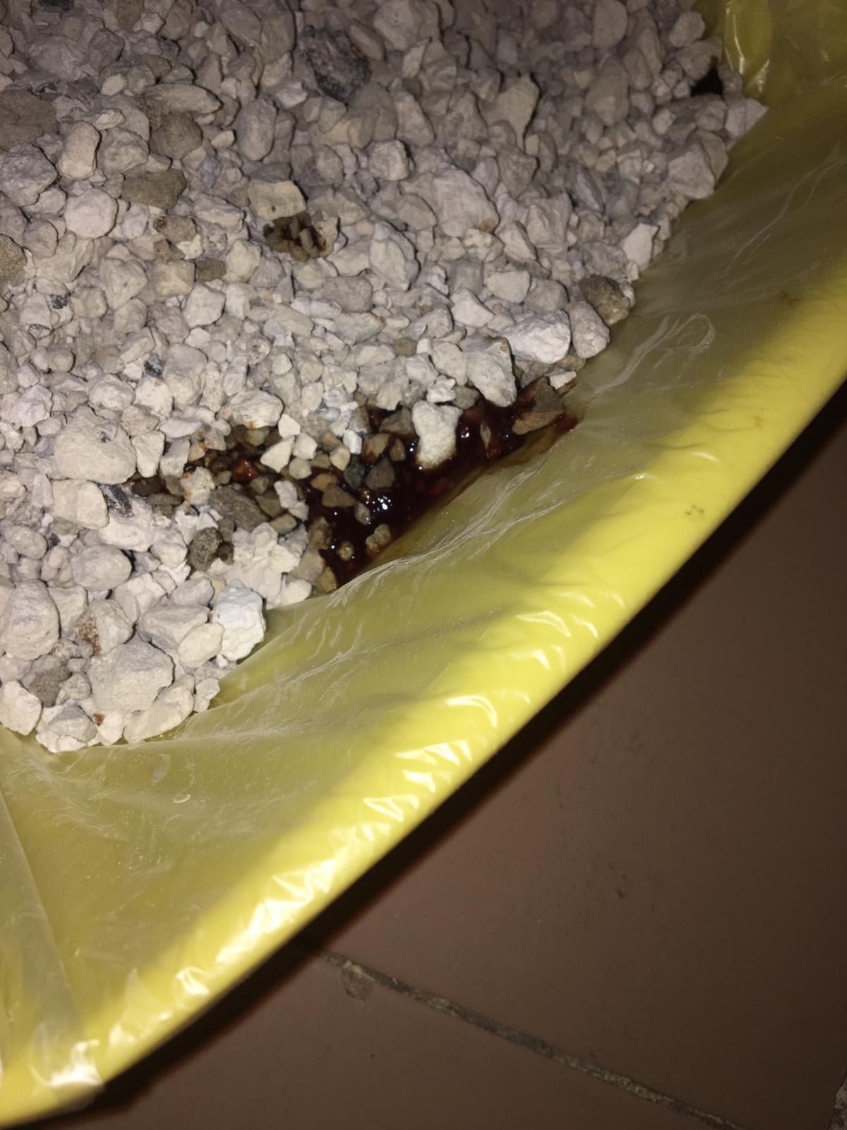 My cat has diarrhea & tarry stool. Could it be panleukopenia? | Petco