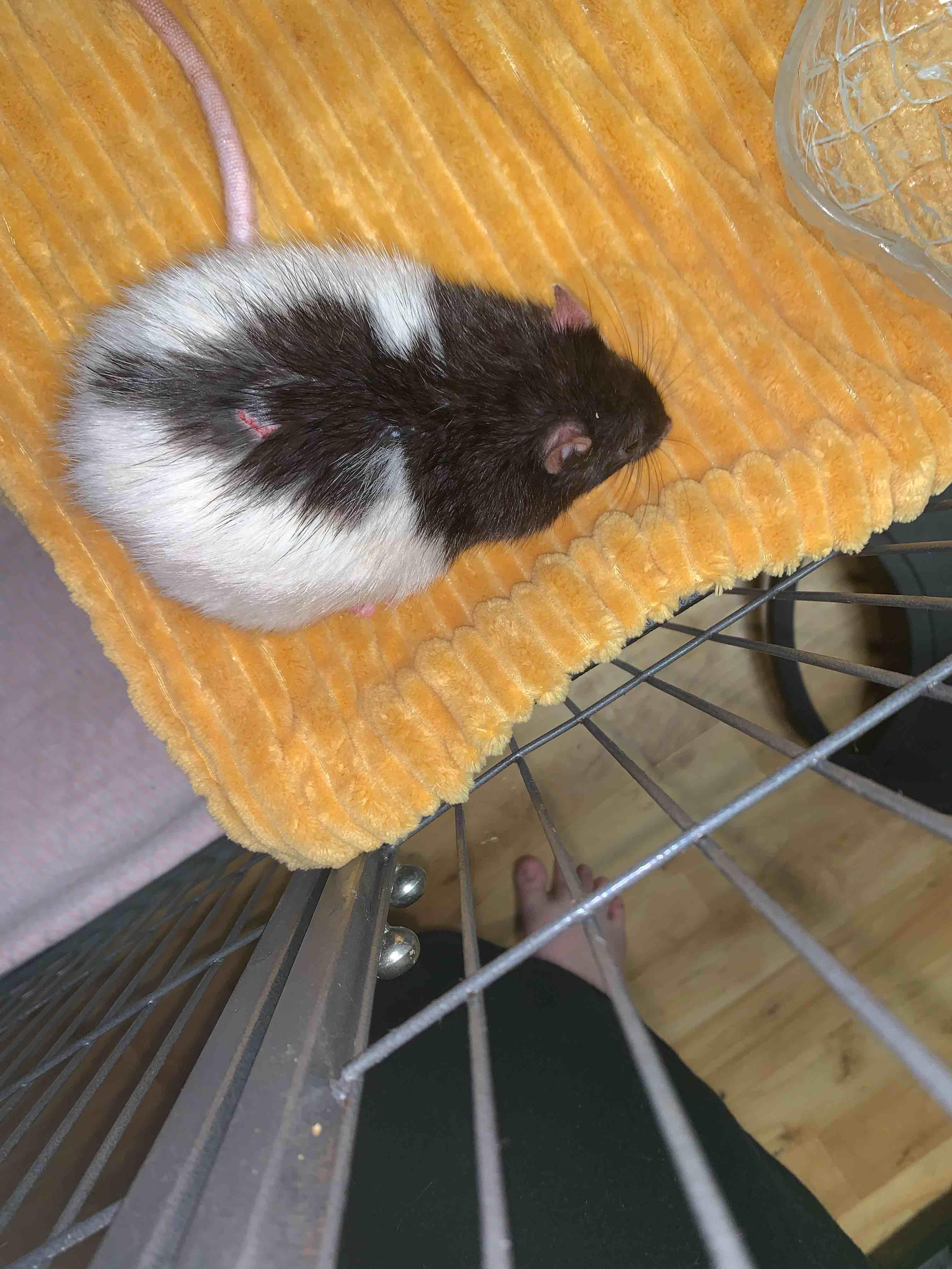 Why is my old rat biting his neck and shoulders? No fleas! | Petco