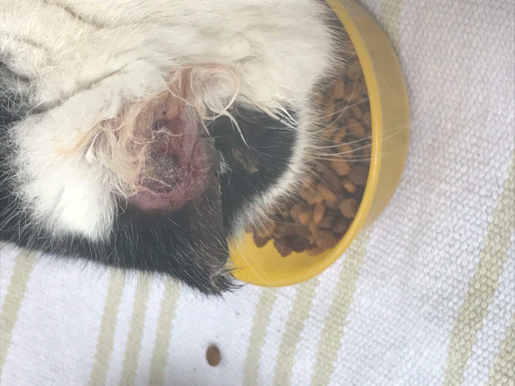 My Feral Cat Has a Skin Lesion: Get Vet Care If You Can't Pick Up | Petco