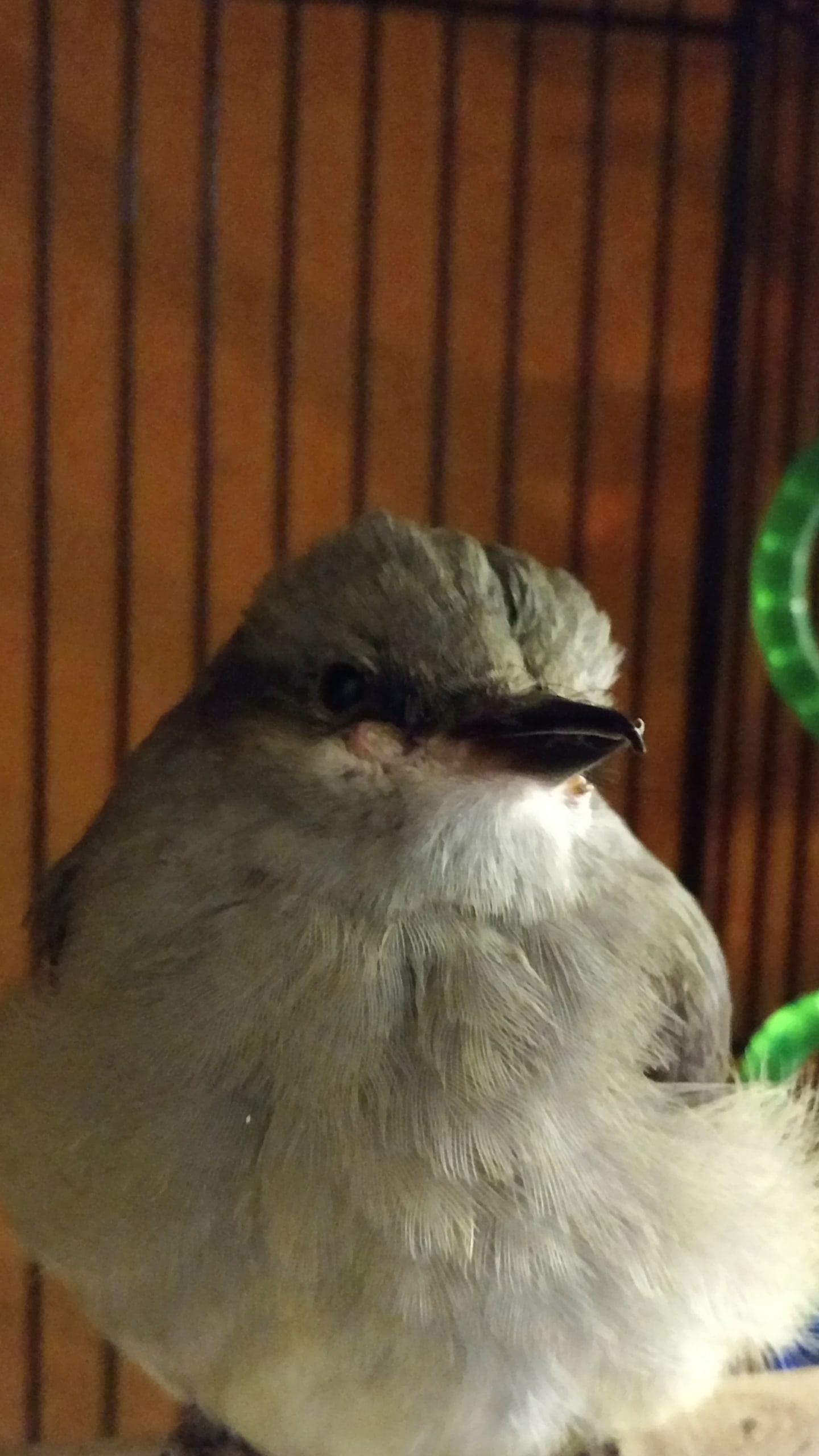 Why does my bird have eye bumps & a swollen red bottom? | Petco