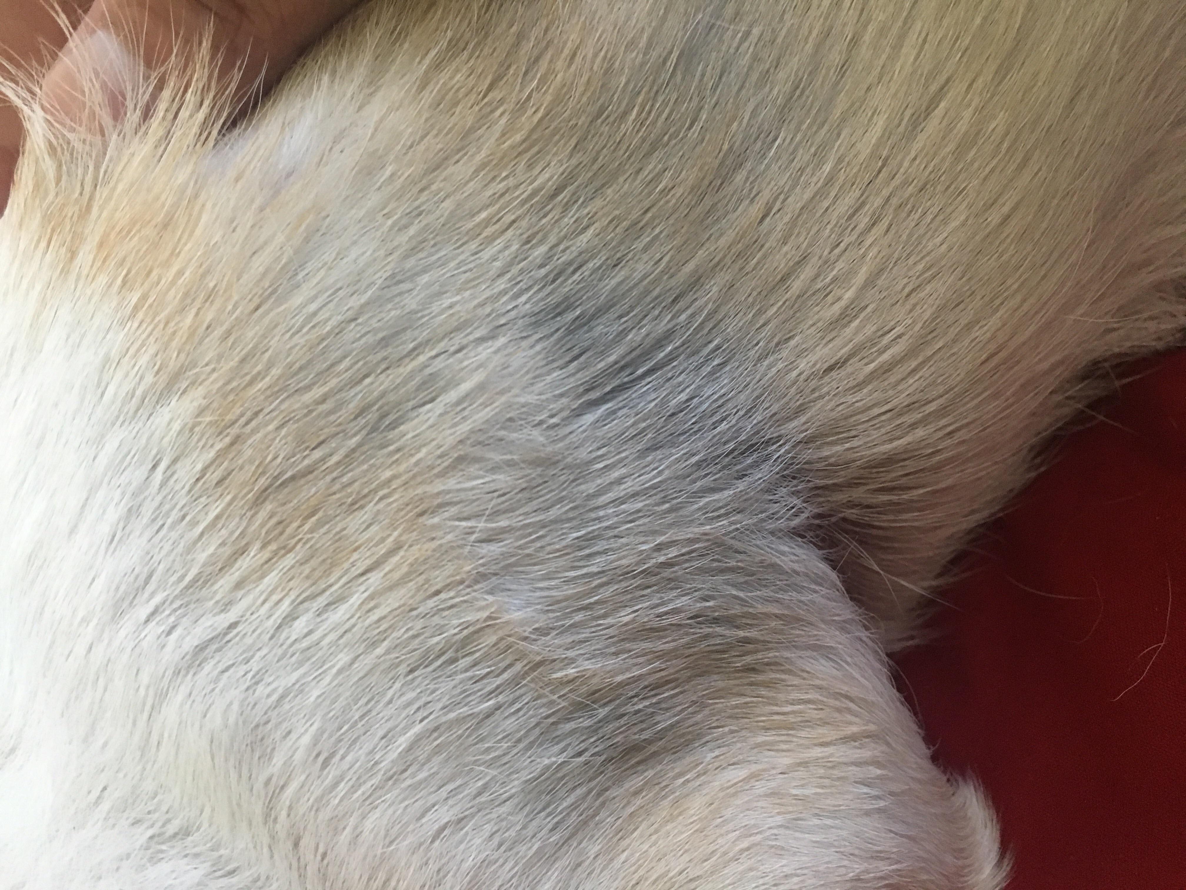 My dog has a bump and her hair is turning dark. What's wrong? | Petco