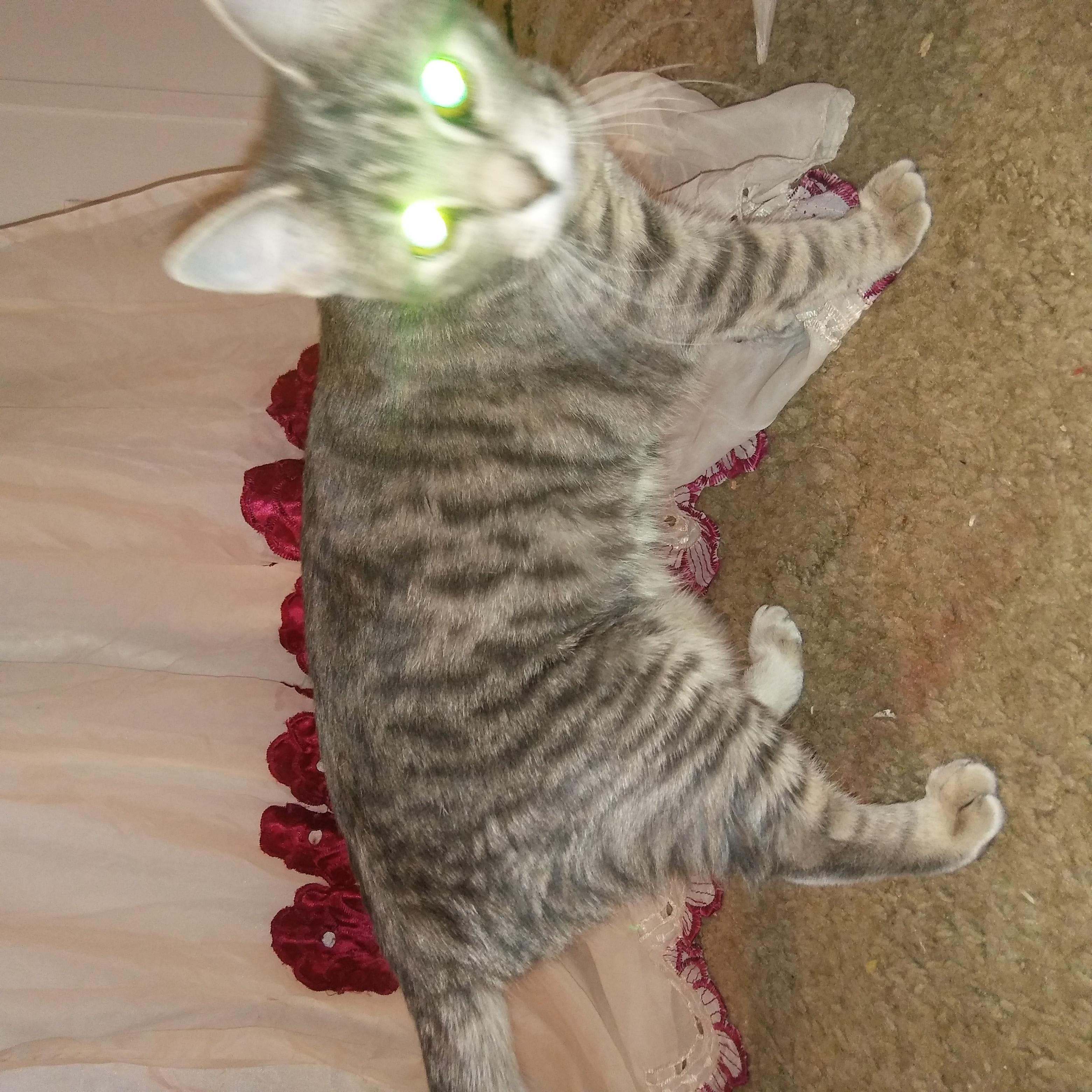 My Cat Has Soft Lumps on Her Belly Near Nipples. Are They Normal? | Petco