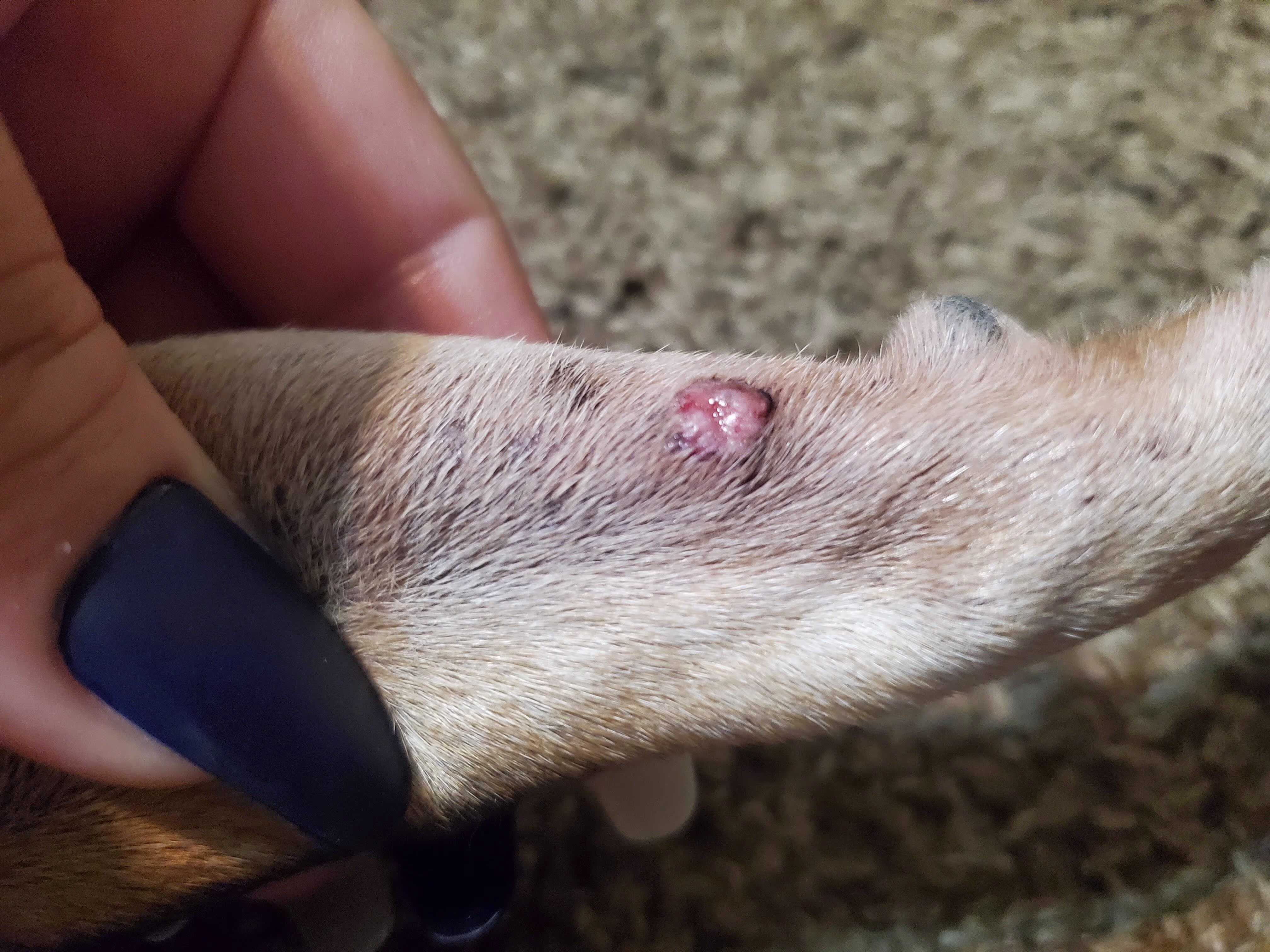 My dog's arm growth is scratched, painful, with pus. What to do? | Petco