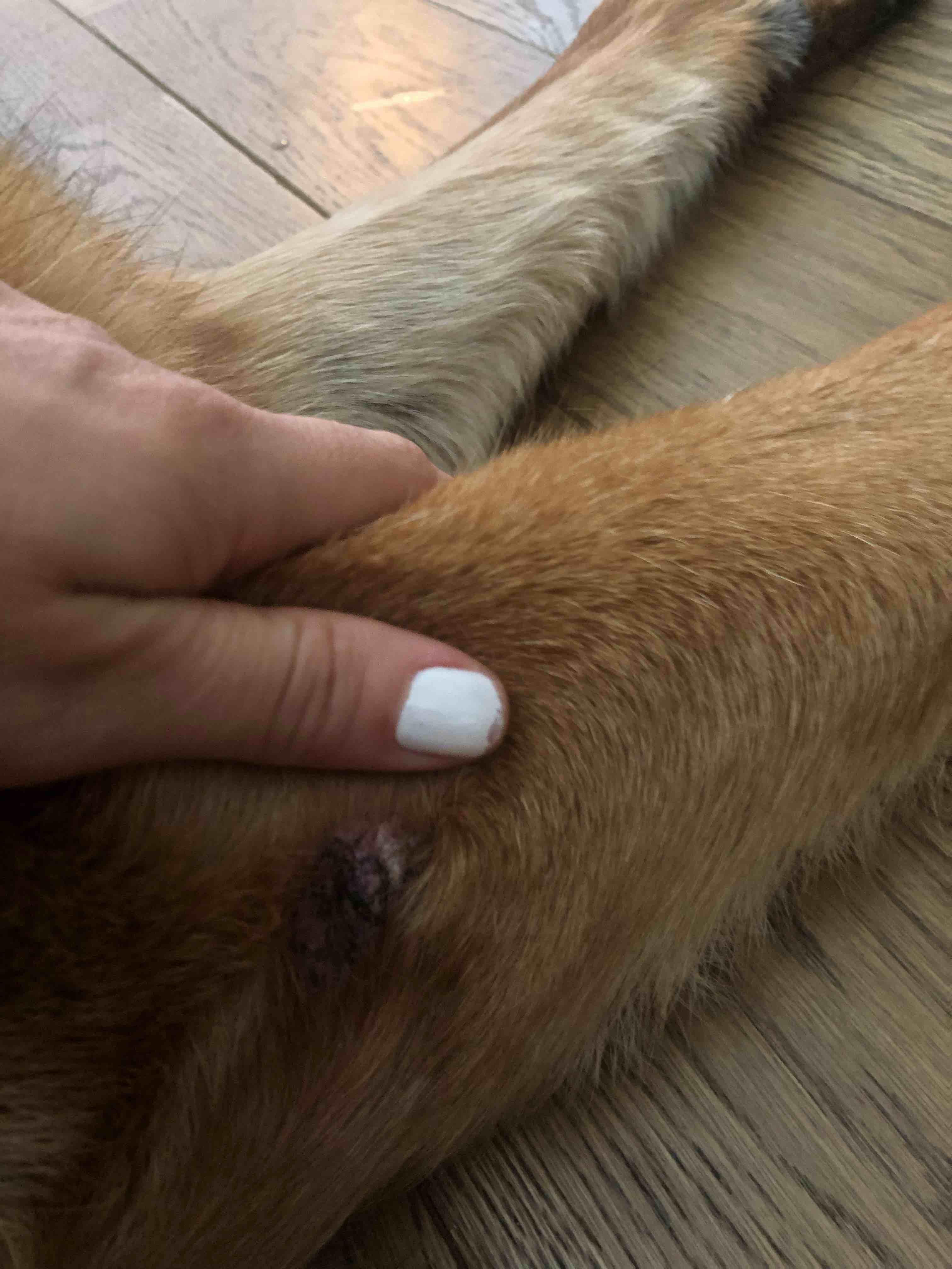 My dog has a large elbow scab. Is it normal or should I worry? | Petco