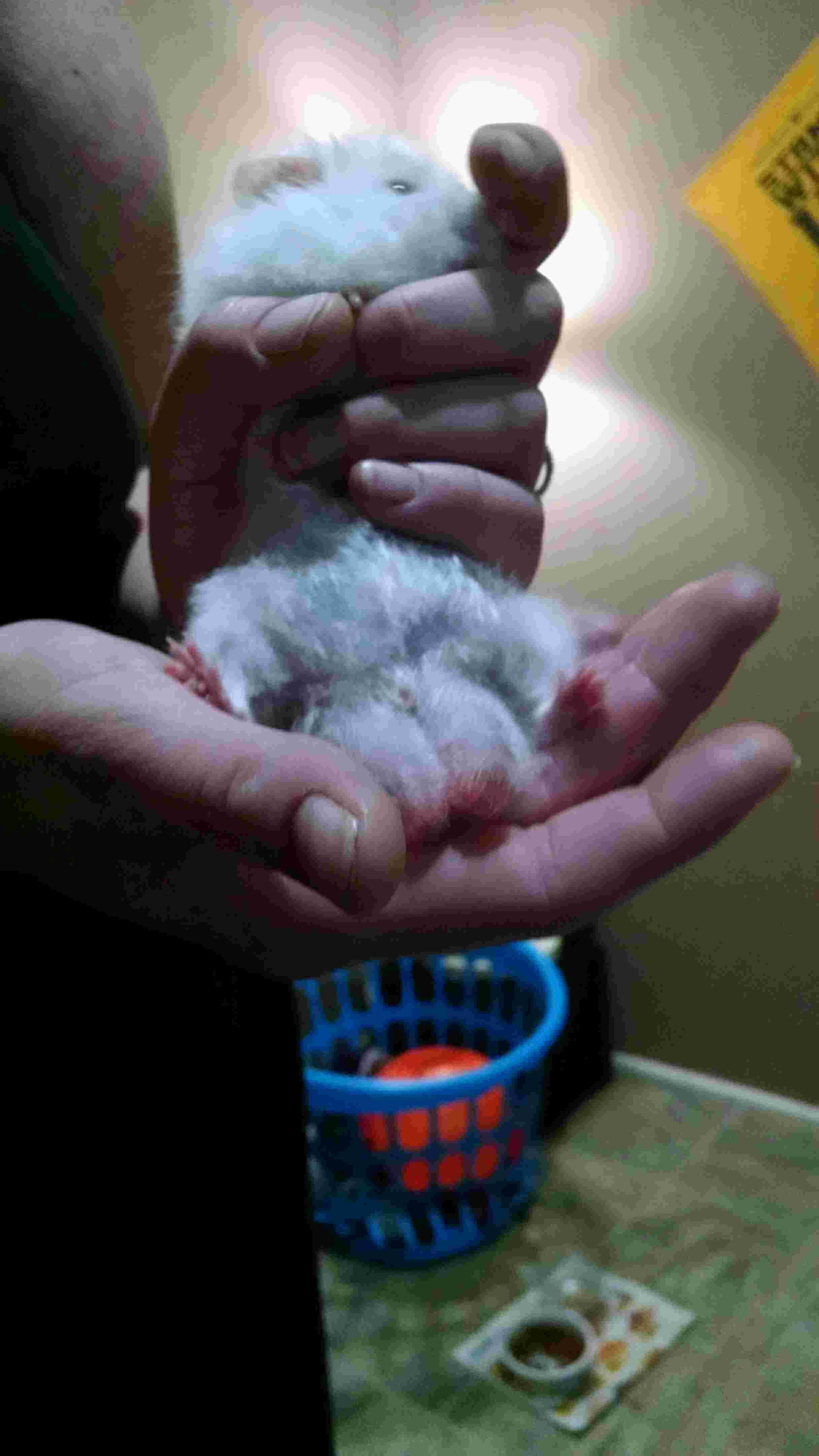 Hamster's Swollen Testicles After Cranberry Sauce? Get Help! | Petco