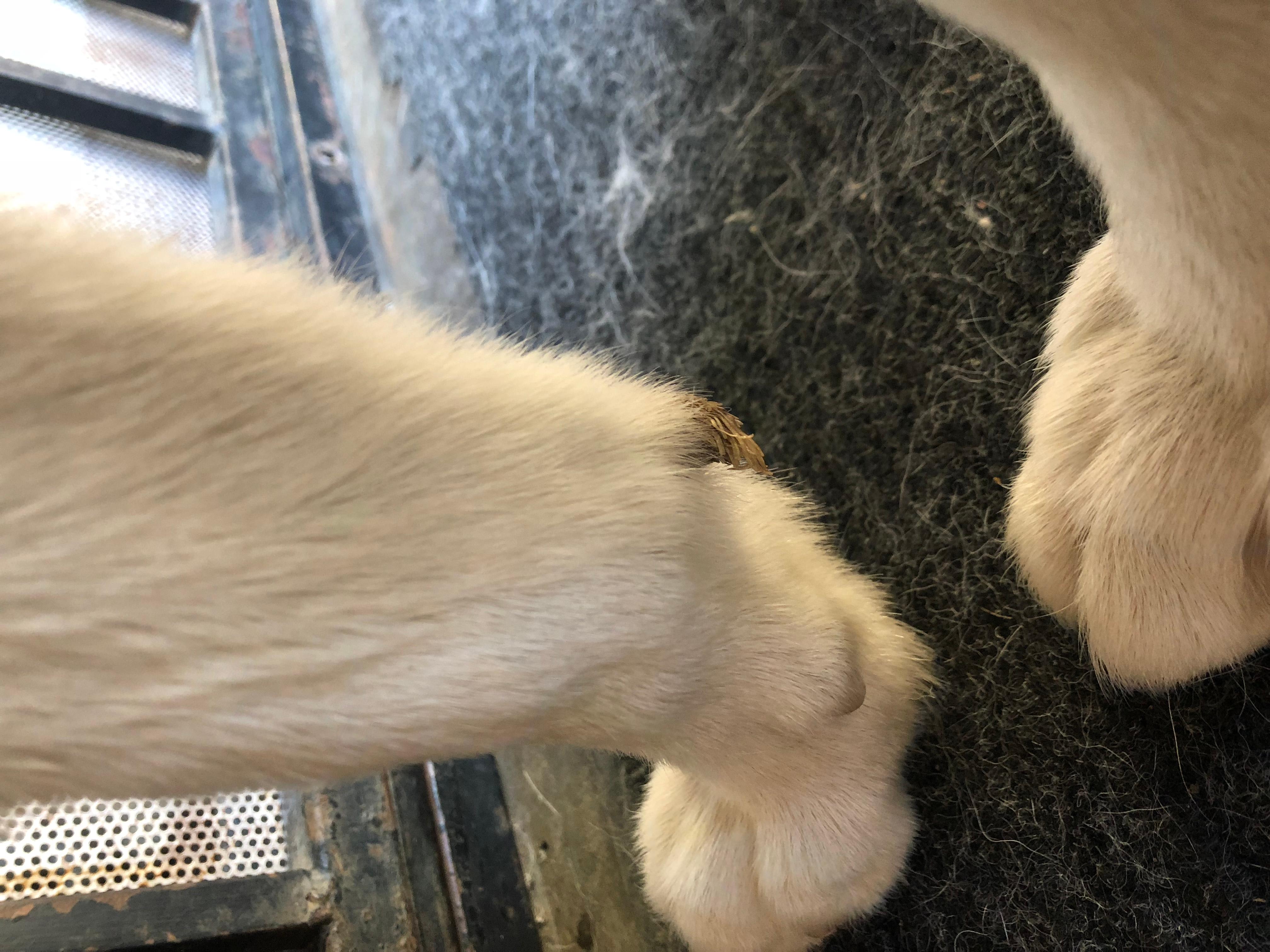 My Dog Has a Paw Growth: Should I Be Worried? Find Out Now | Petco