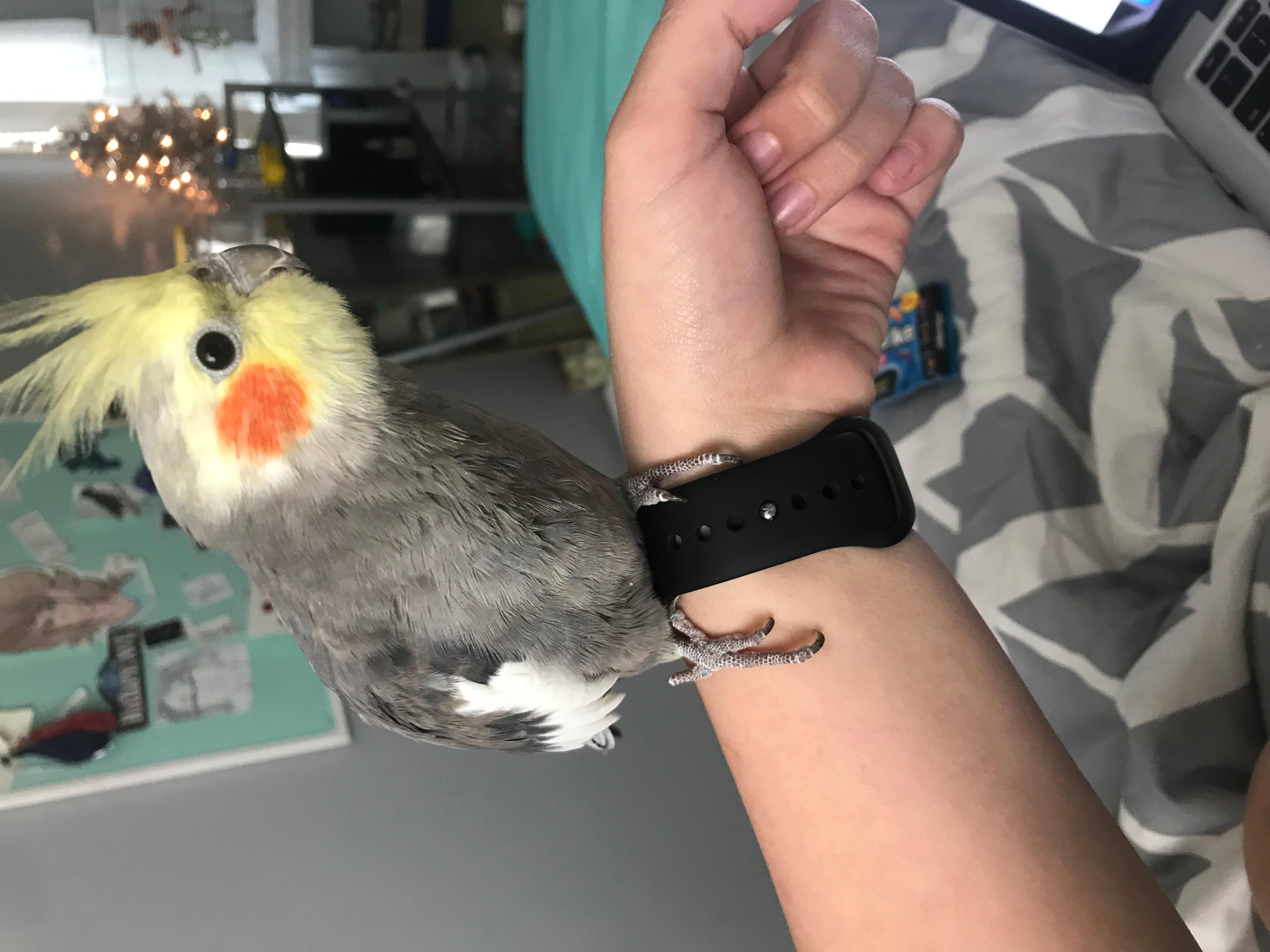 Help! My Cockatiel Has Dry Feet & Hates Baths. What to Do? | Petco