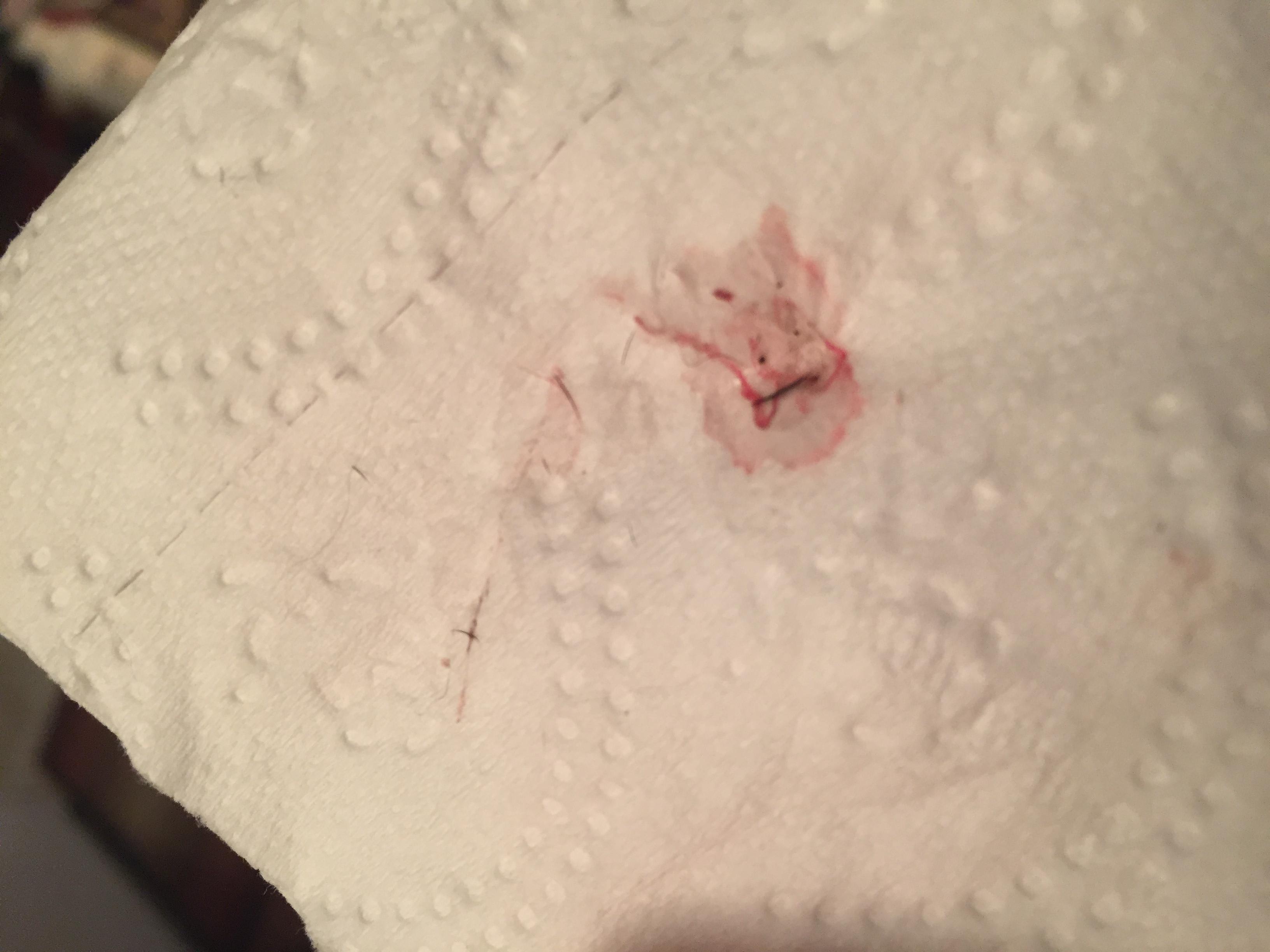 My Cat's Eye is Shut, Red, Goopy, Milky Film: What's Wrong? | Petco