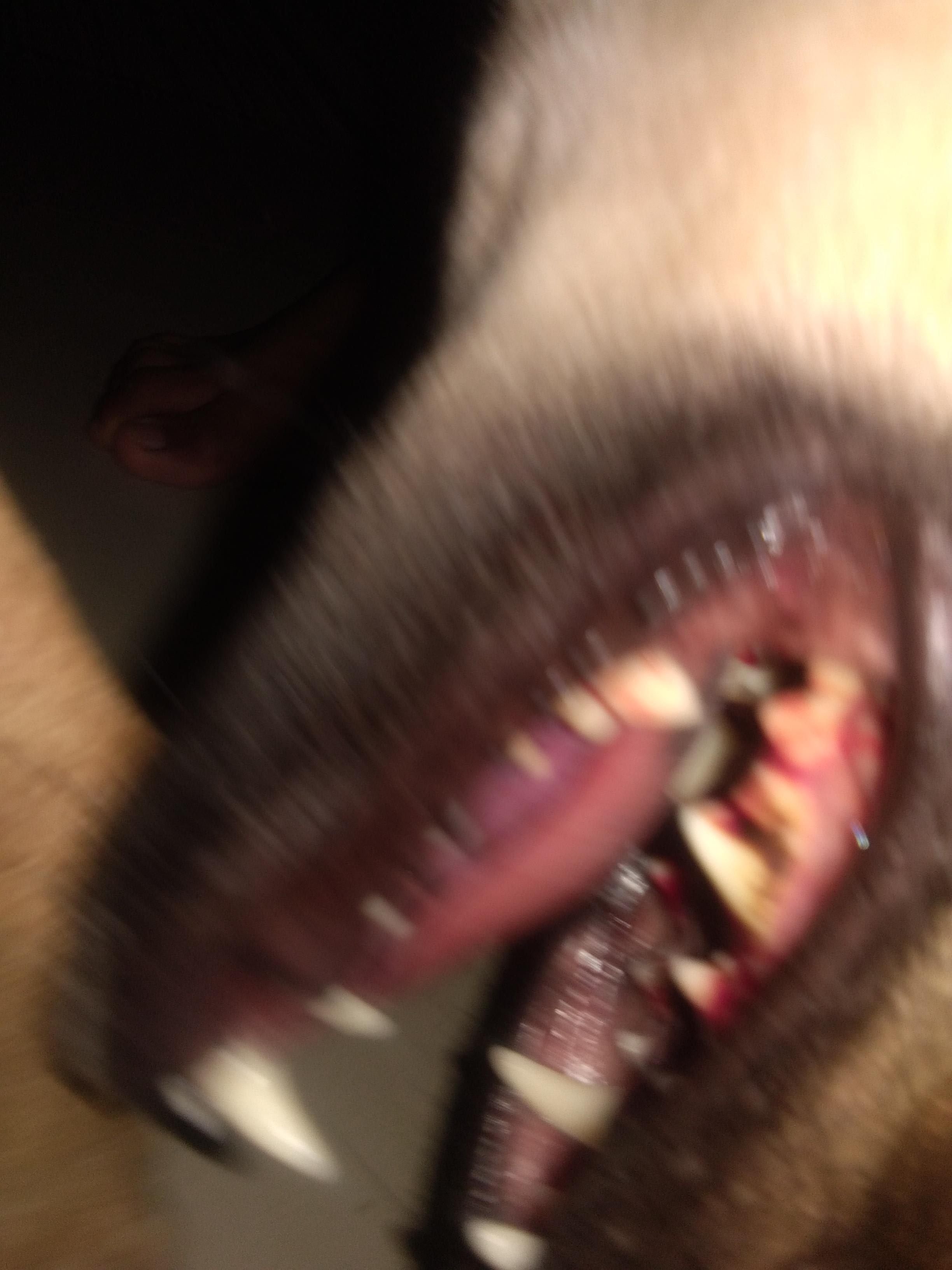 How to treat my dogs bleeding gums | Boop by Petco