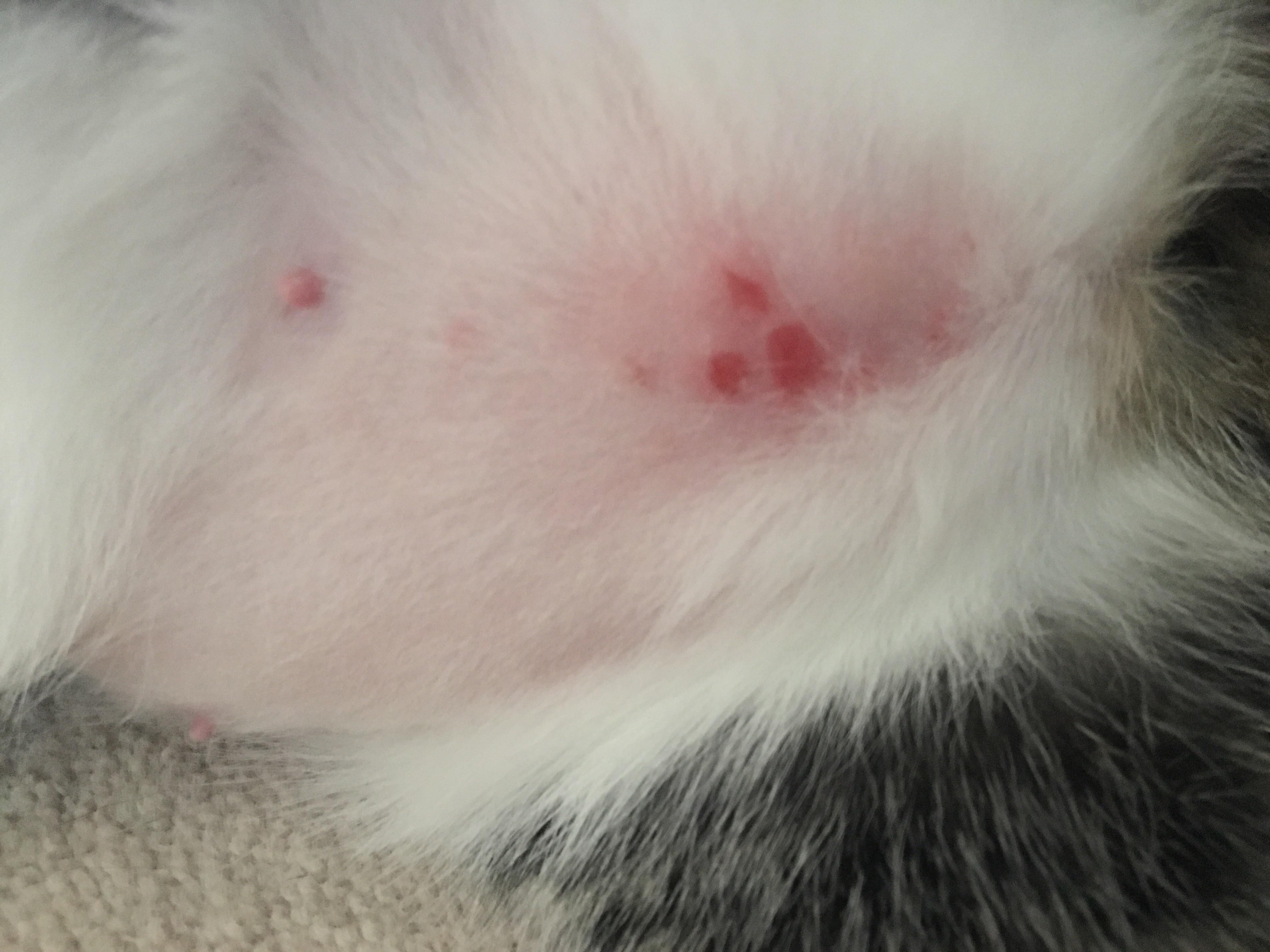 Why is my cat's belly red, inflamed, and she keeps licking it? | Petco