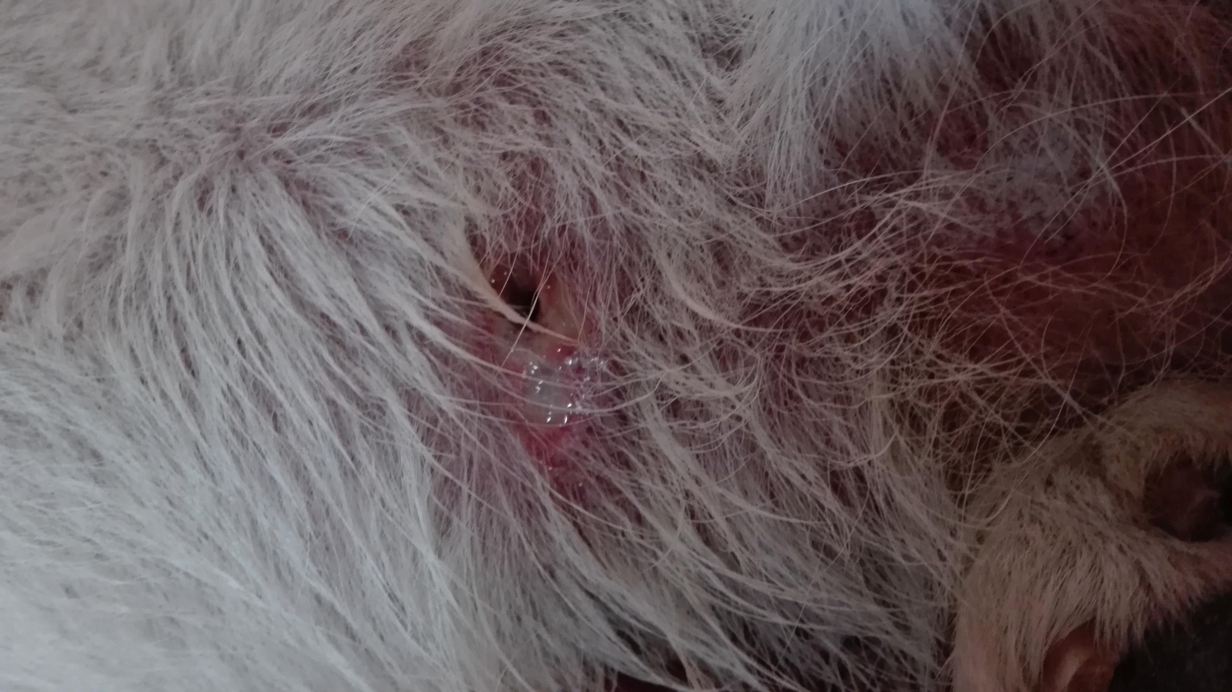 My dog's stomach bulge ruptured, leaving a hole. What's wrong? | Petco