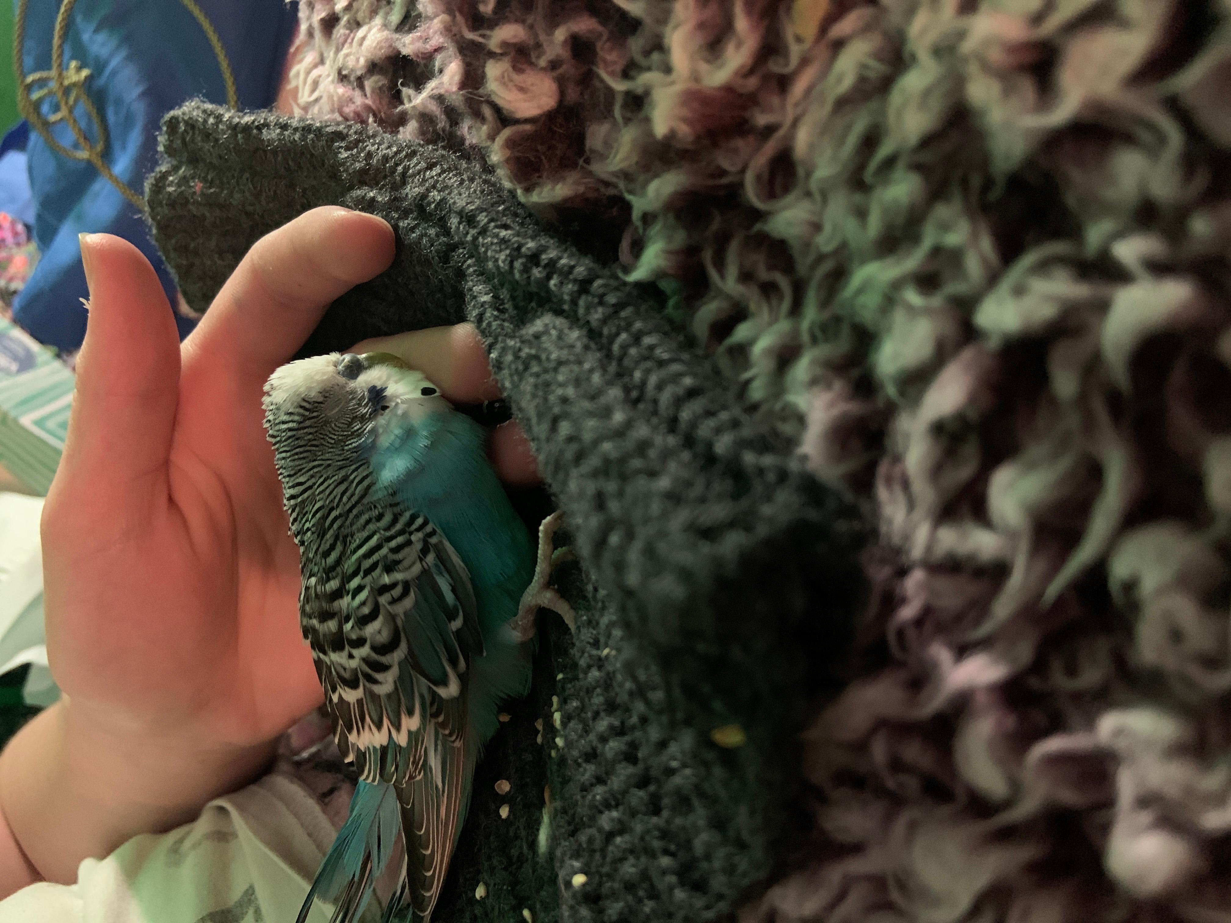 Why is my parakeet flopping and unable to stand? Is he dying? | Petco