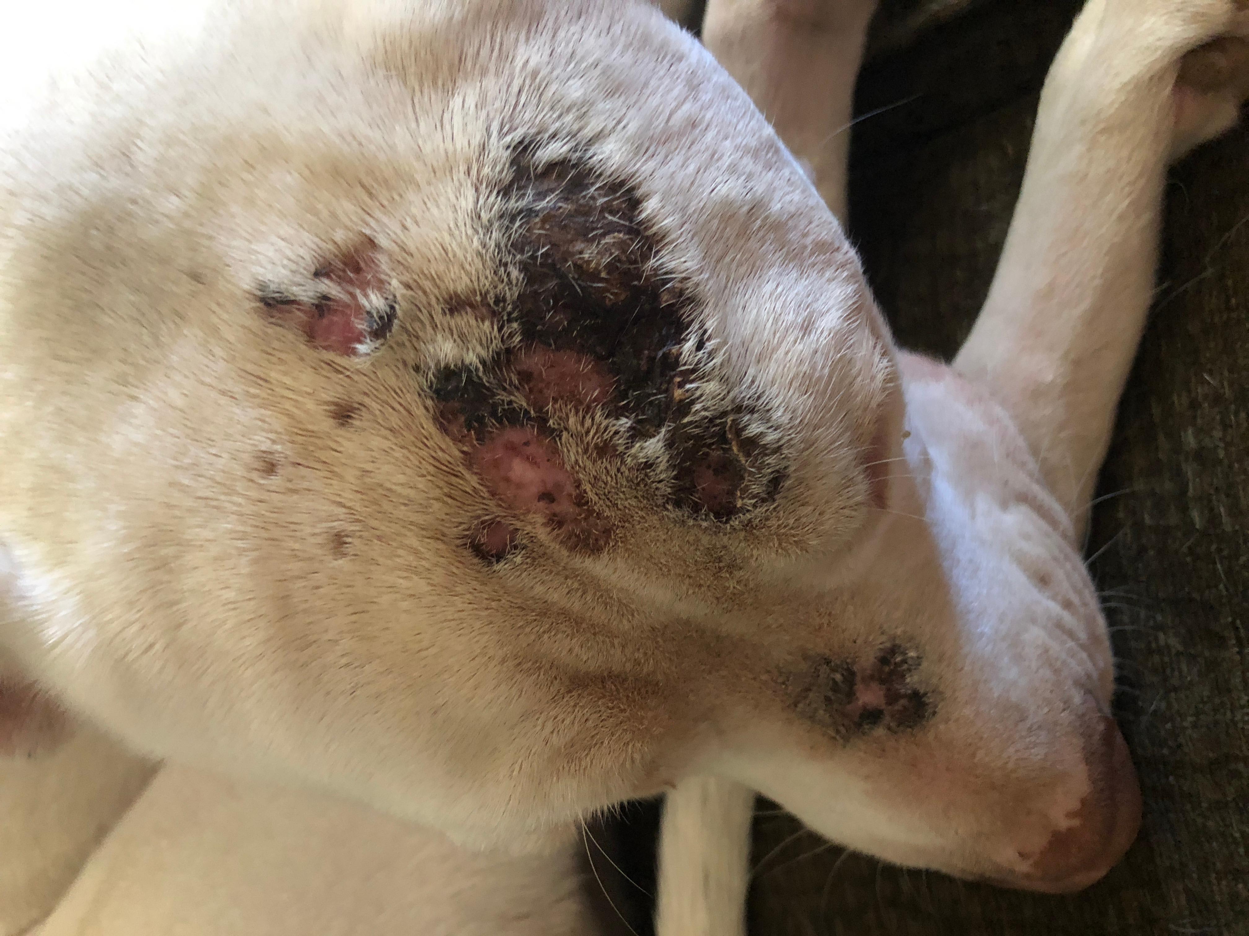 Why won't my dog's head scabs heal when he keeps scratching? | Petco