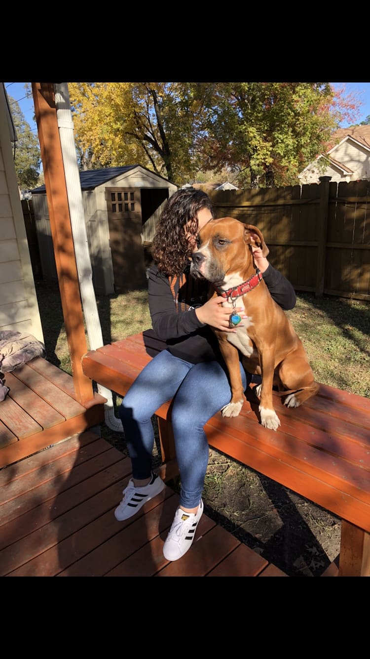 My Adopted Dog's Ribs Show: Why Isn't My Boxer Gaining Weight? | Petco