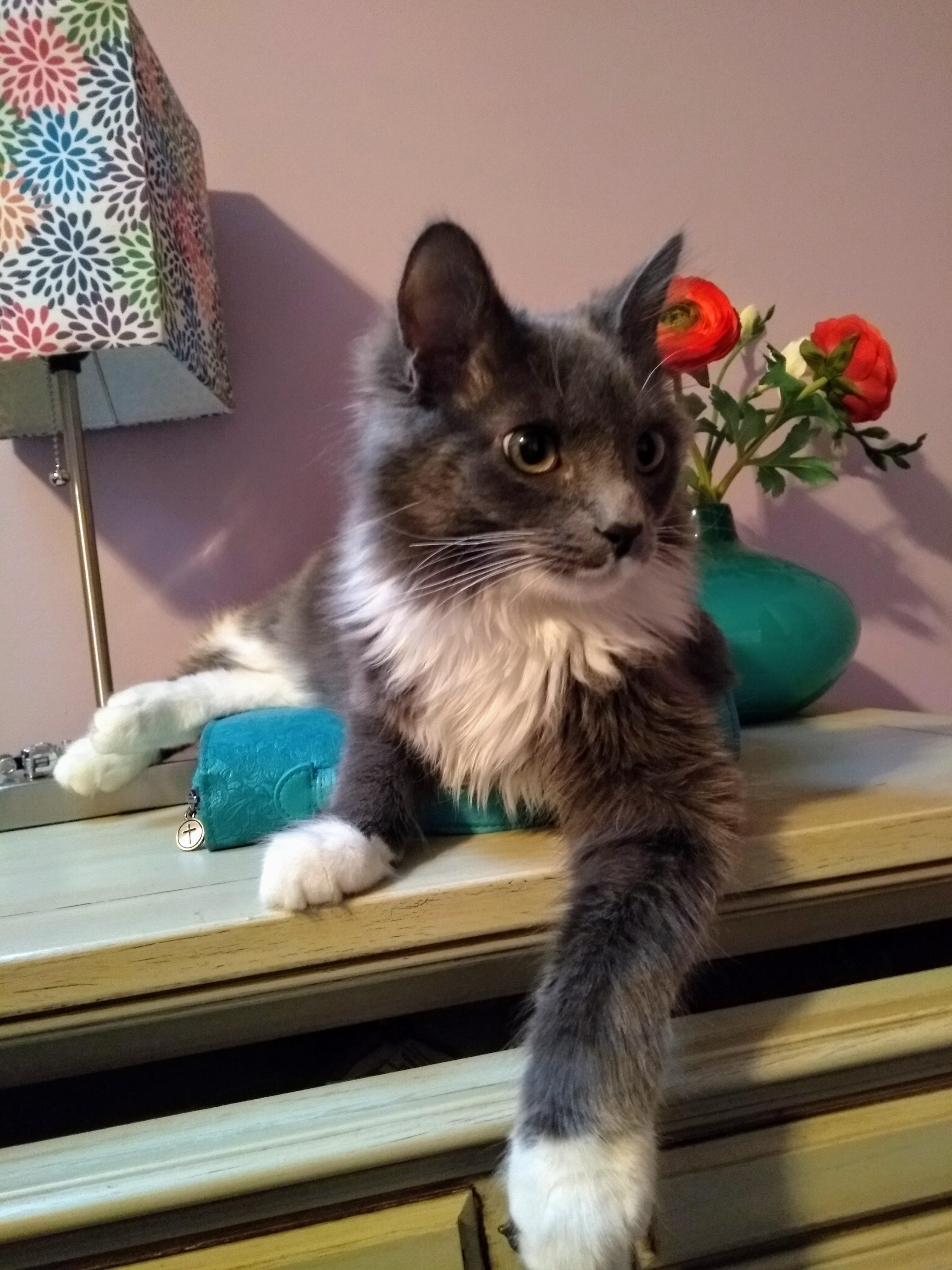 My 6-Month Cat Has a Firm, Painless Hip Lump: Is It a Tumor? | Petco