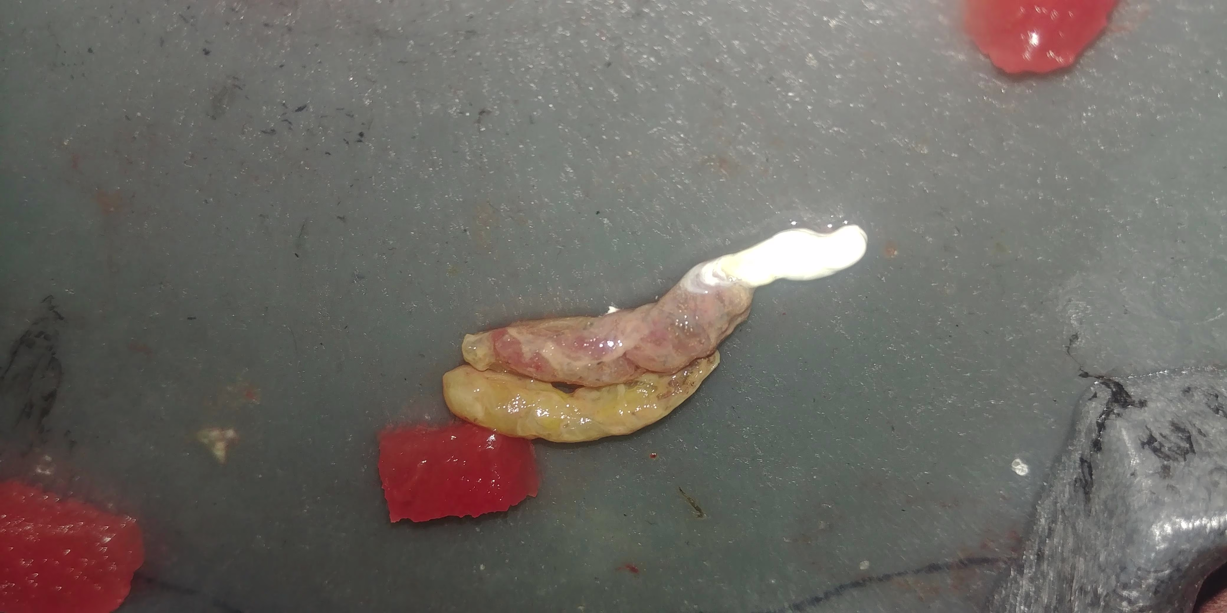 Why is my bearded dragon's poop red? Is it watermelon or parasites? | Petco