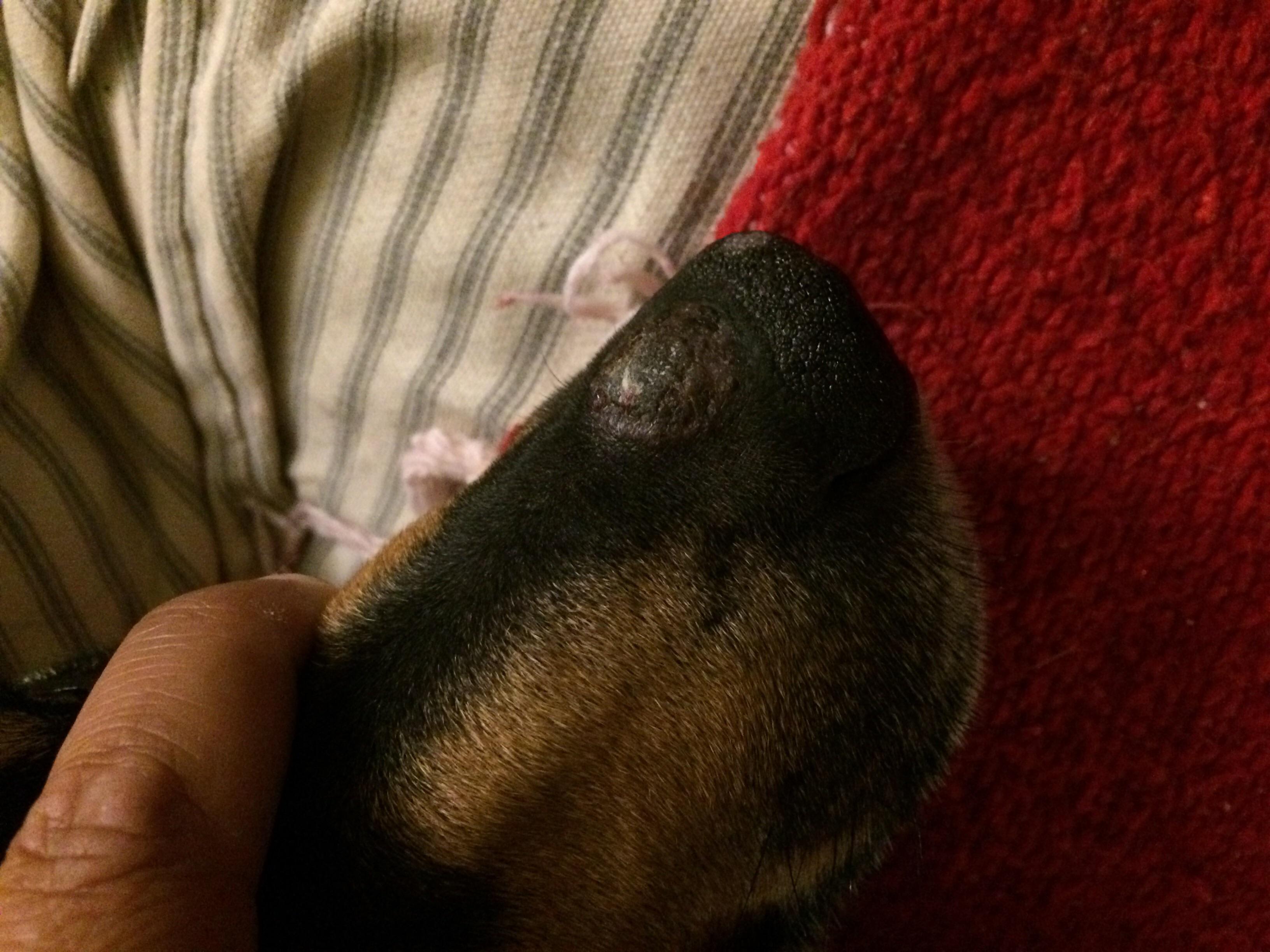 My Dog's Nose Stung or Bit, Now Has a Scab? What to Do? | Petco