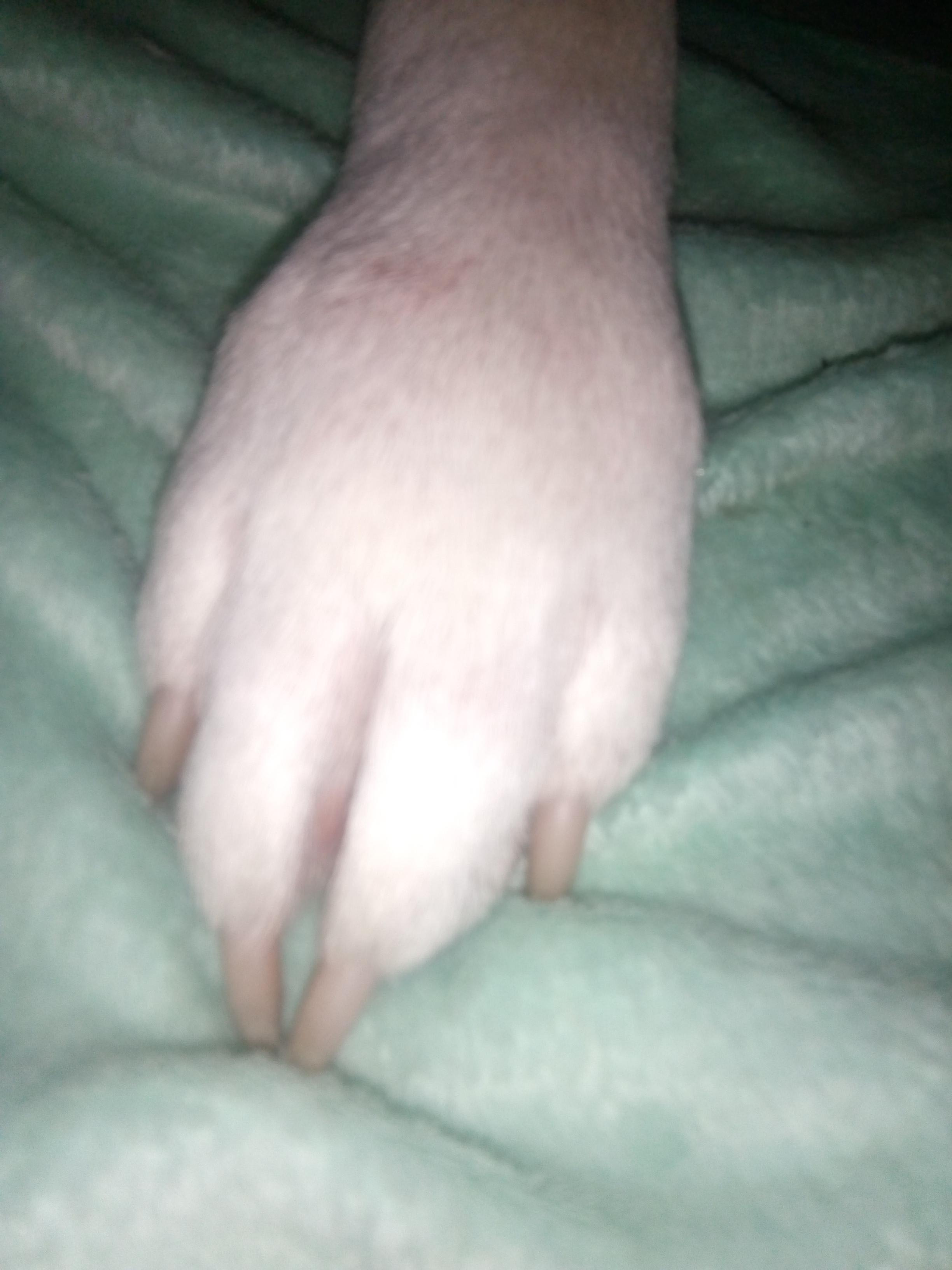 My dog's scraped paw pads are swollen. Will it heal or need a vet? | Petco