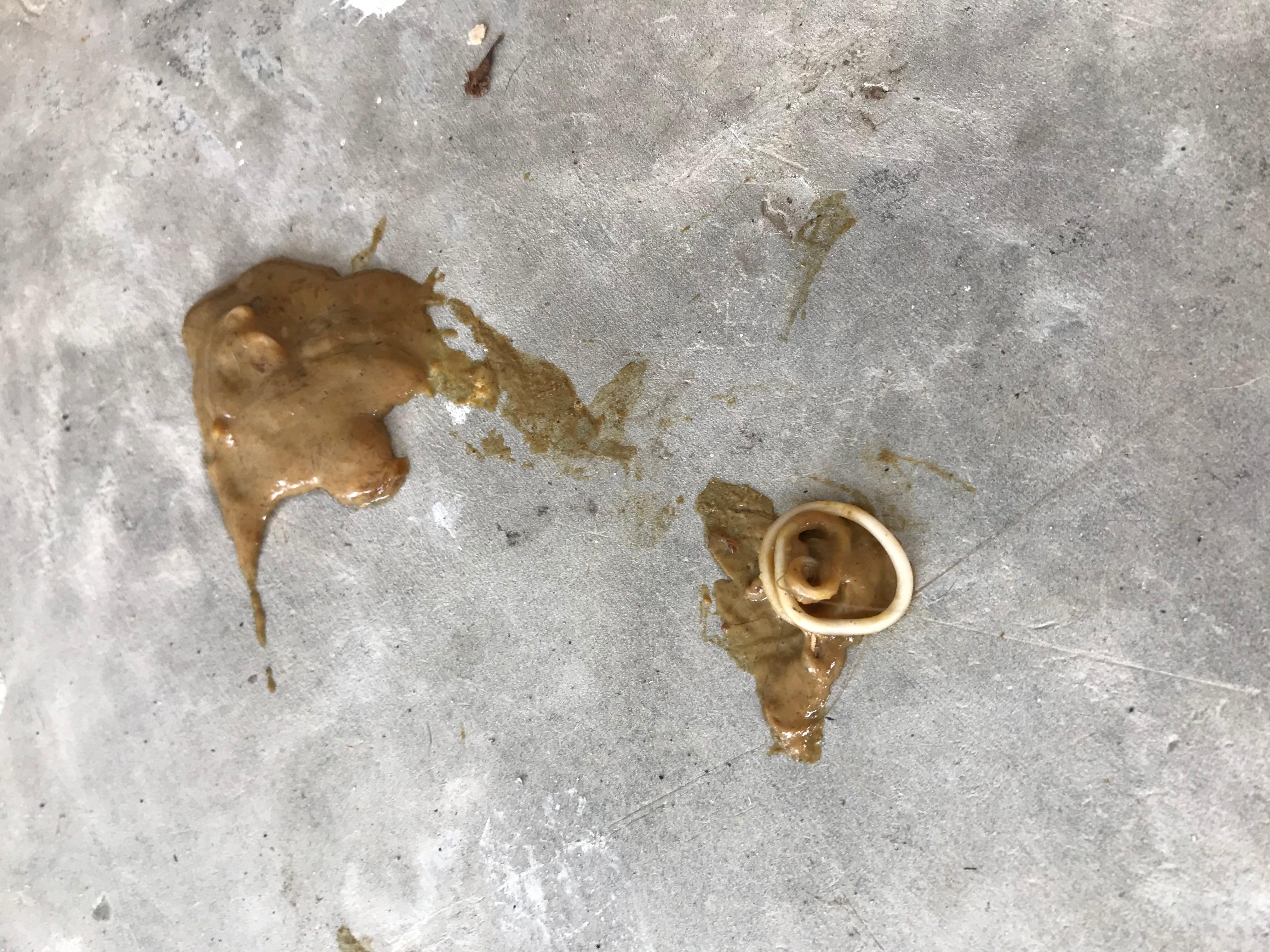 My puppy has worms in poop. What to do & how long to treat? | Petco