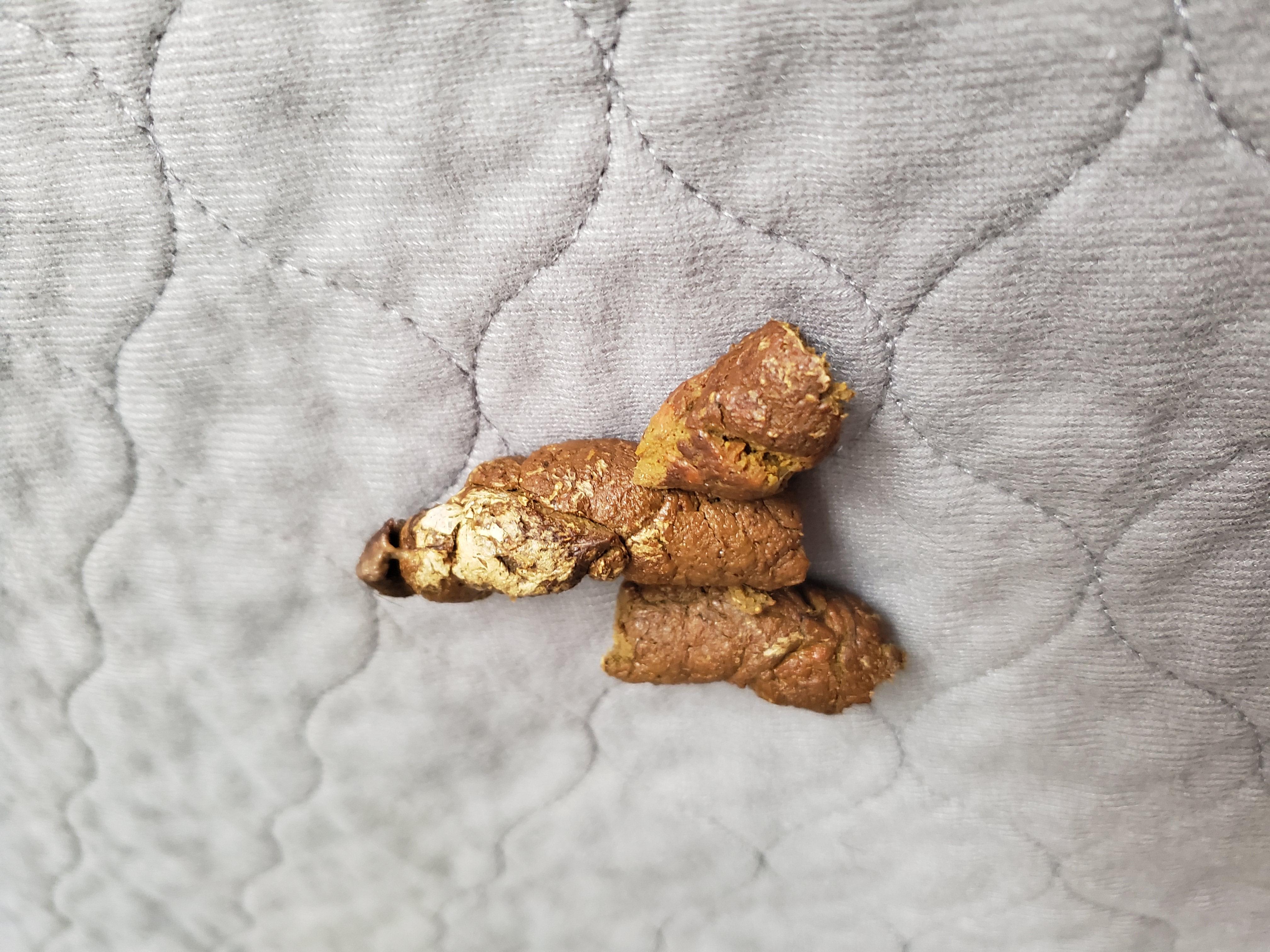 Puppy Poop: White Spots, Hair, & Is Twice a Day Normal? | Petco
