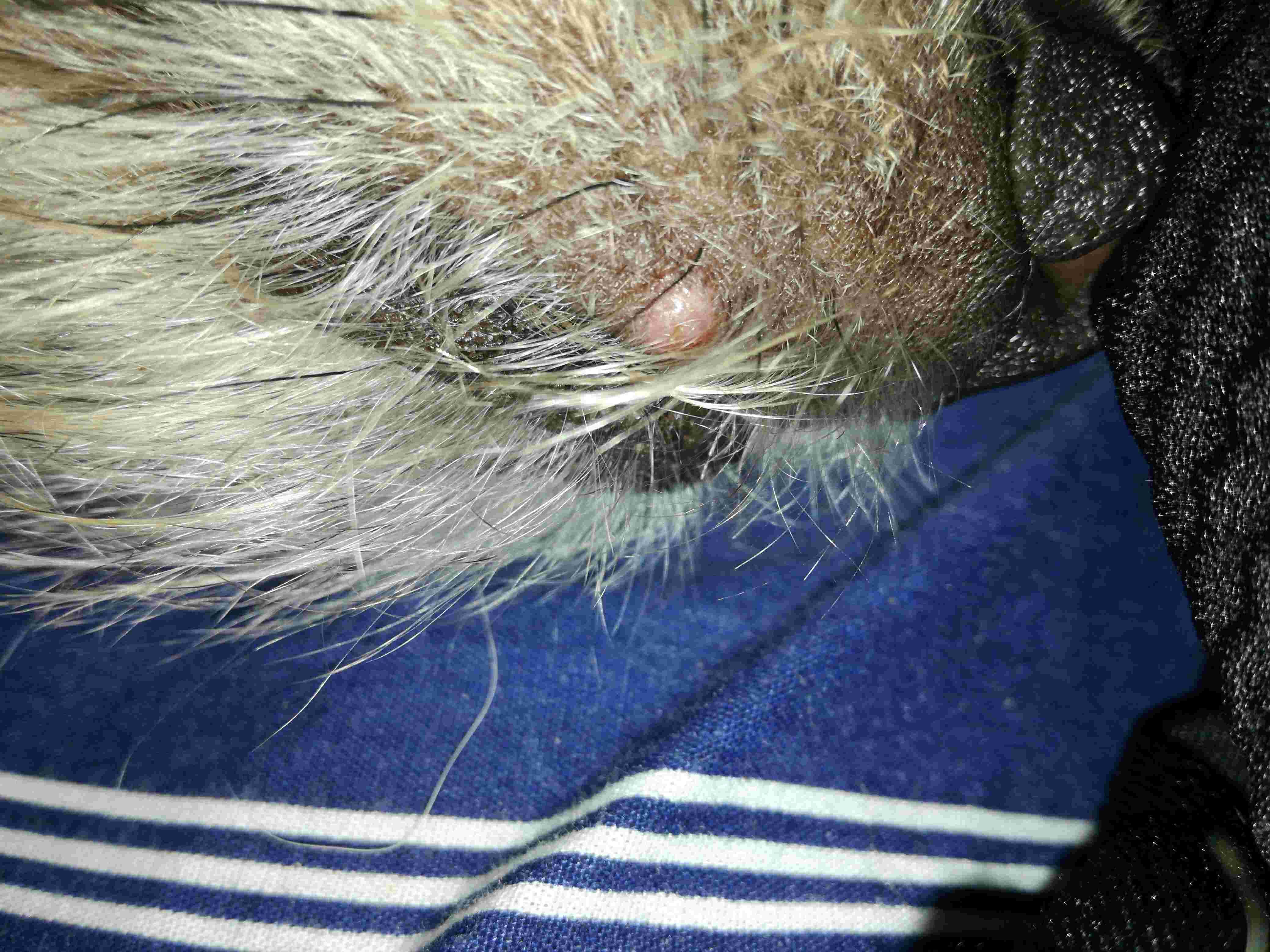My dog has a red pimple in mouth? Could a plant be the cause? | Petco