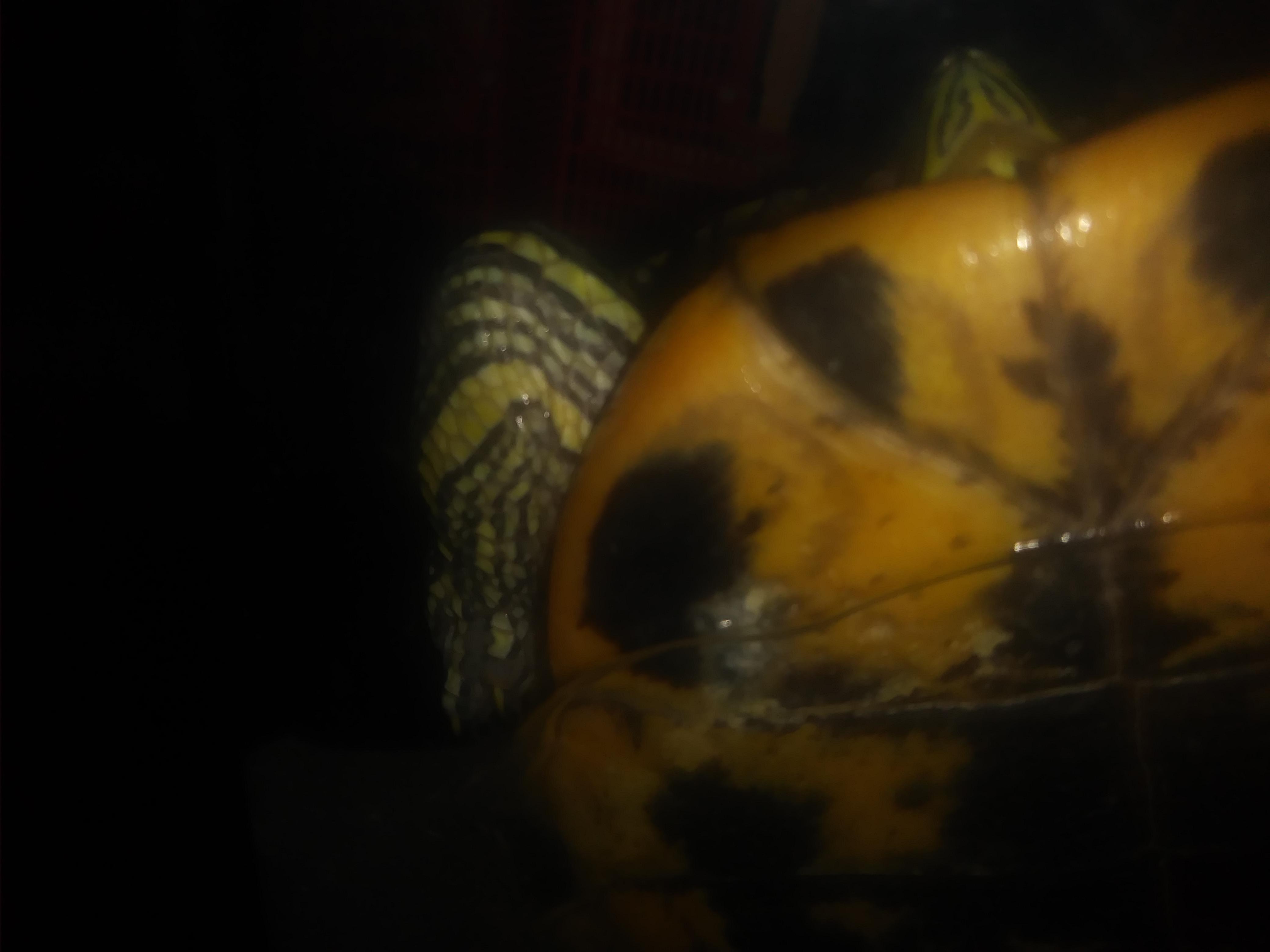 Red Ear Slider Shell Rot on Plastron? Learn How to Treat It | Petco