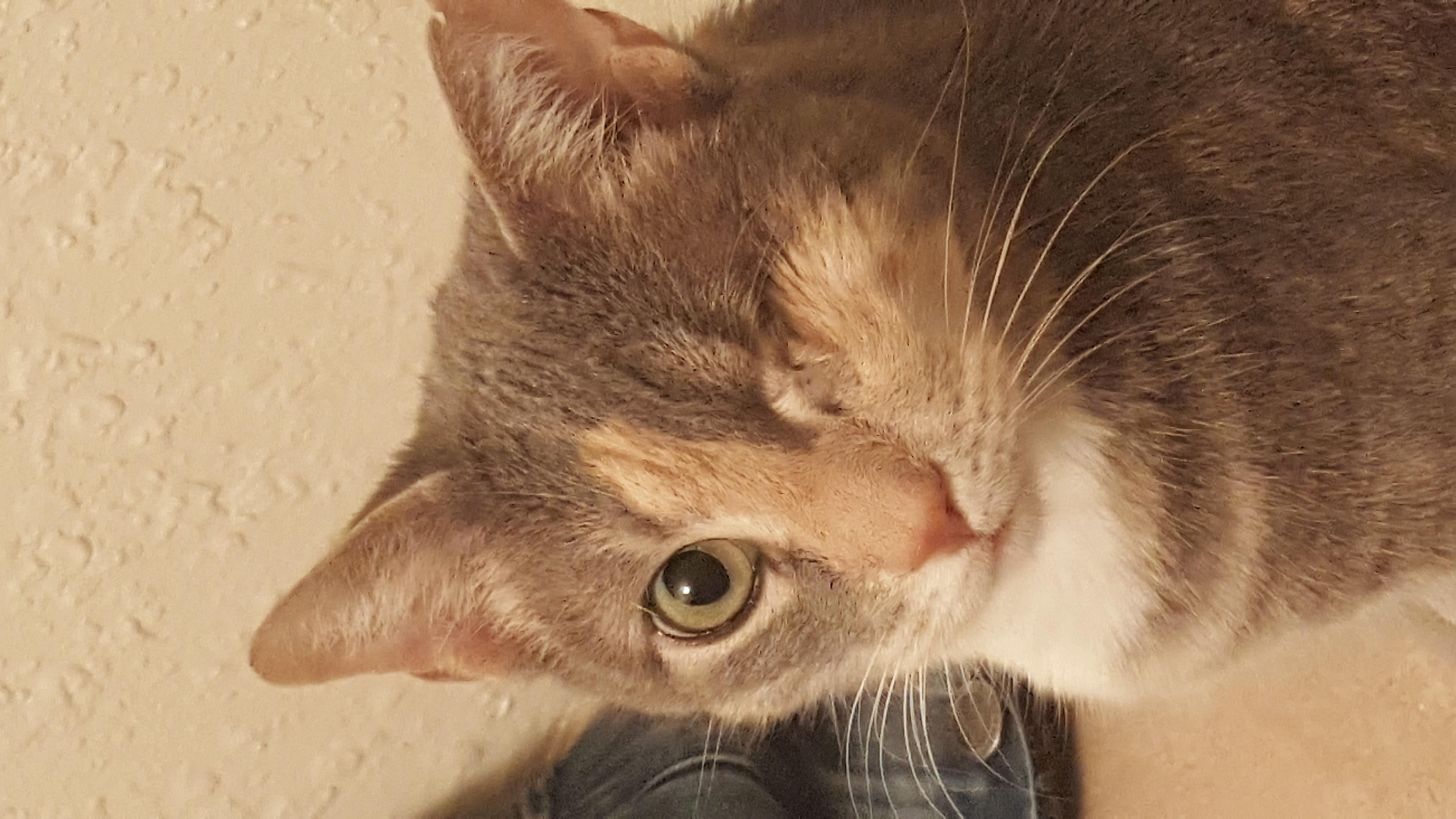 Is my rescue cat's sunken eye socket normal years after surgery? | Petco
