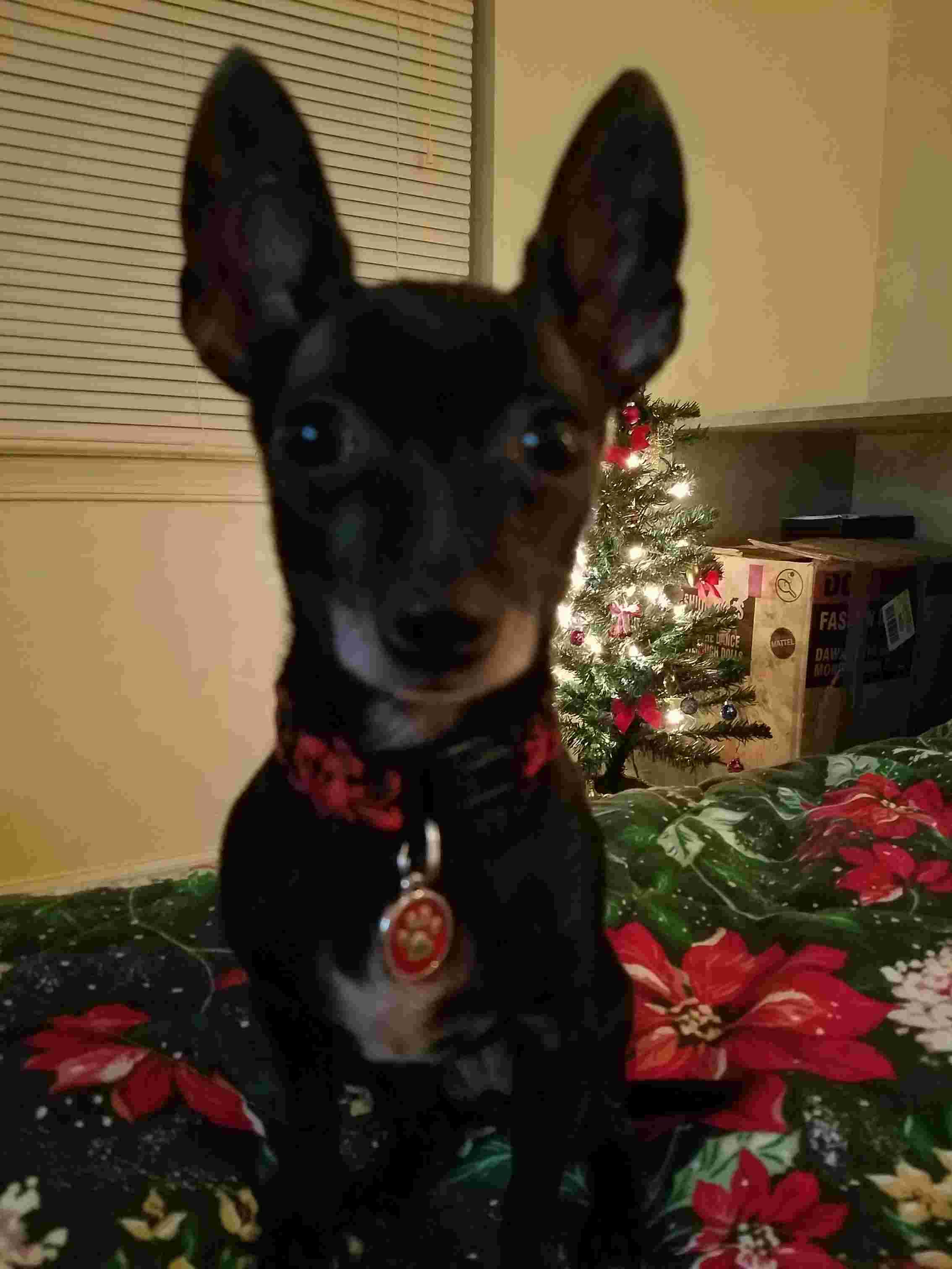 Why is my young 3-year-old Chihuahua getting gray hair? | Petco