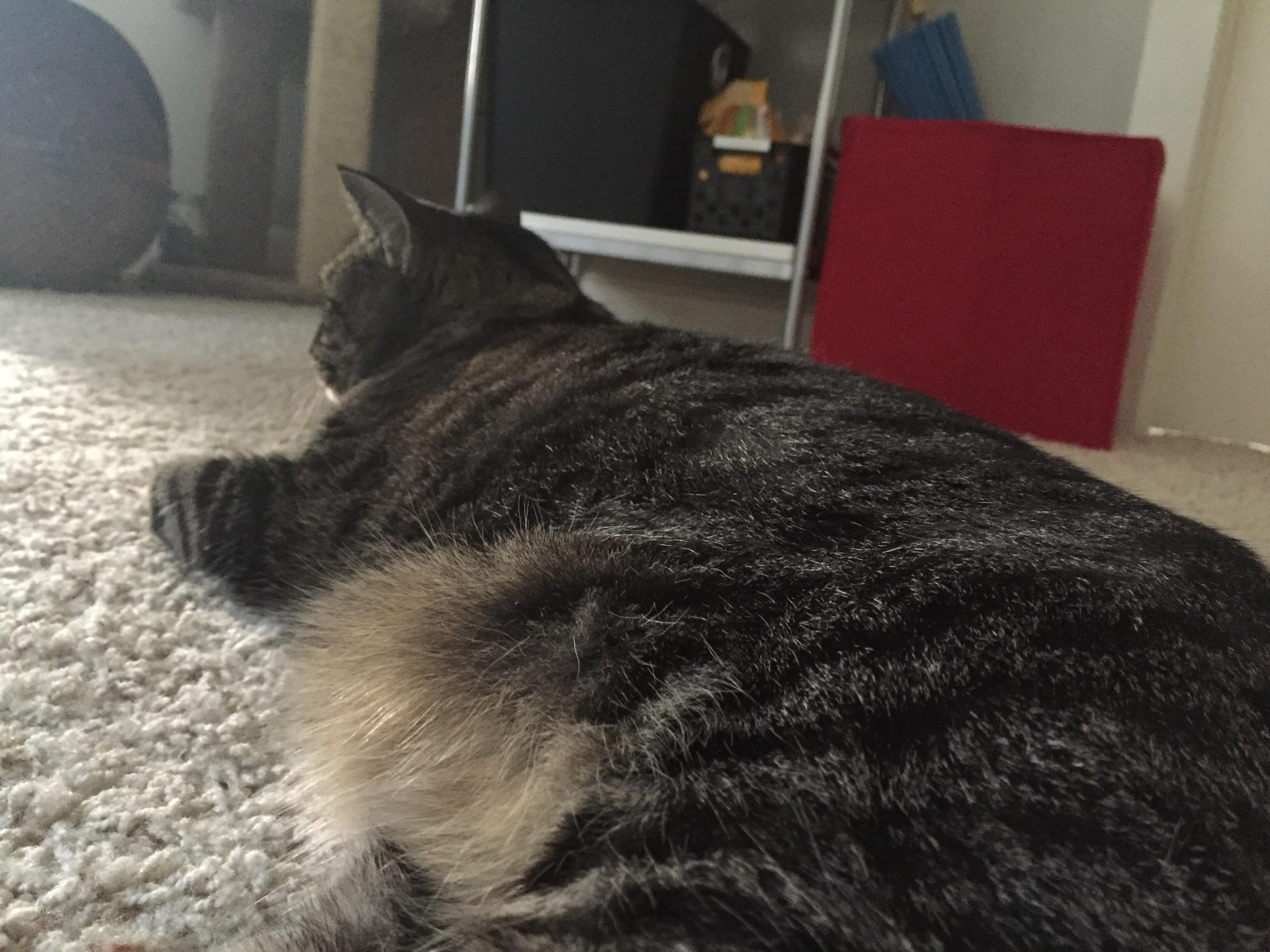My cat's stomach looks bloated, but she's eating. Is it serious? | Petco