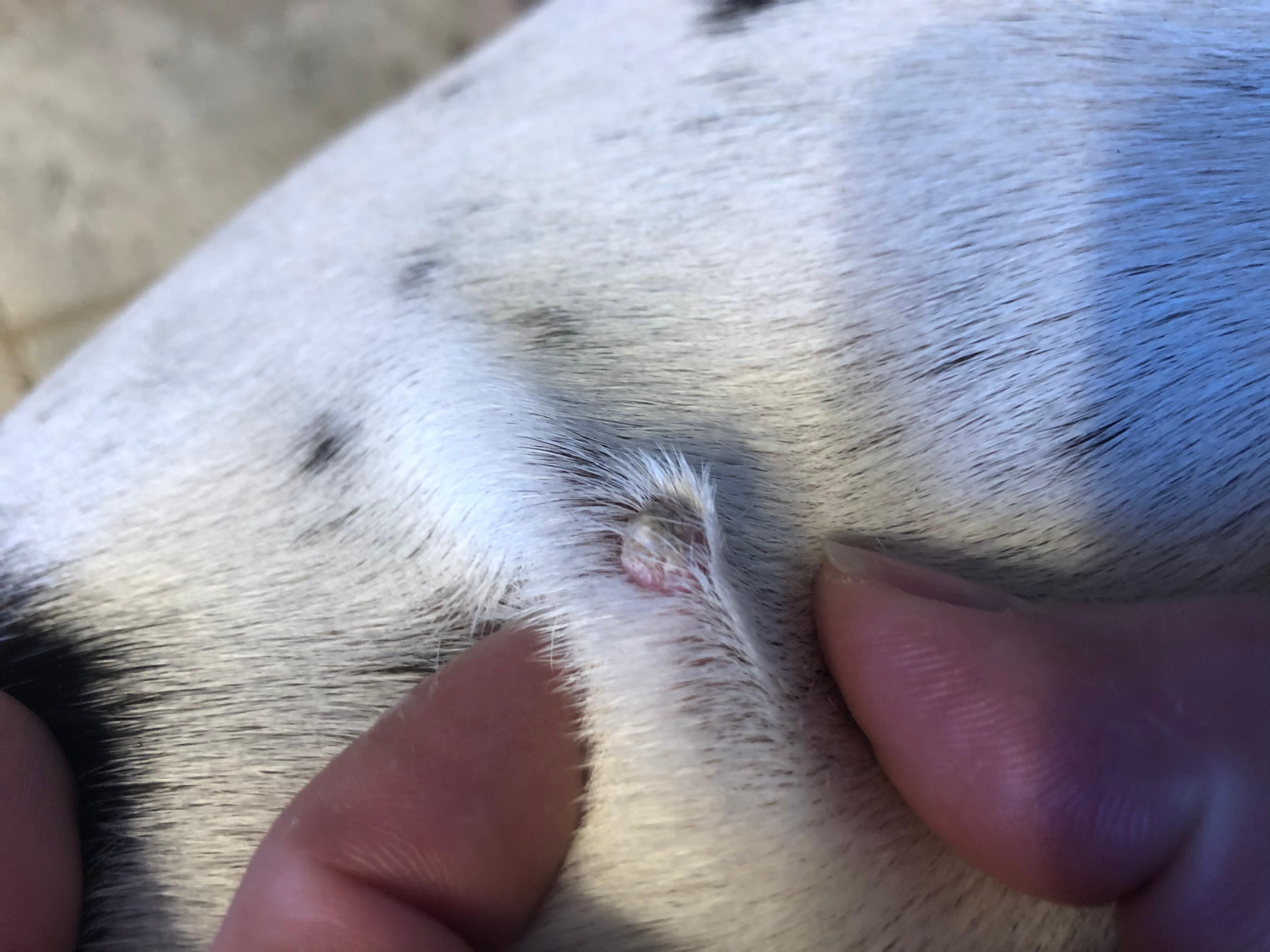 My dog has a white skin tag or scab. Should I see a vet? | Petco