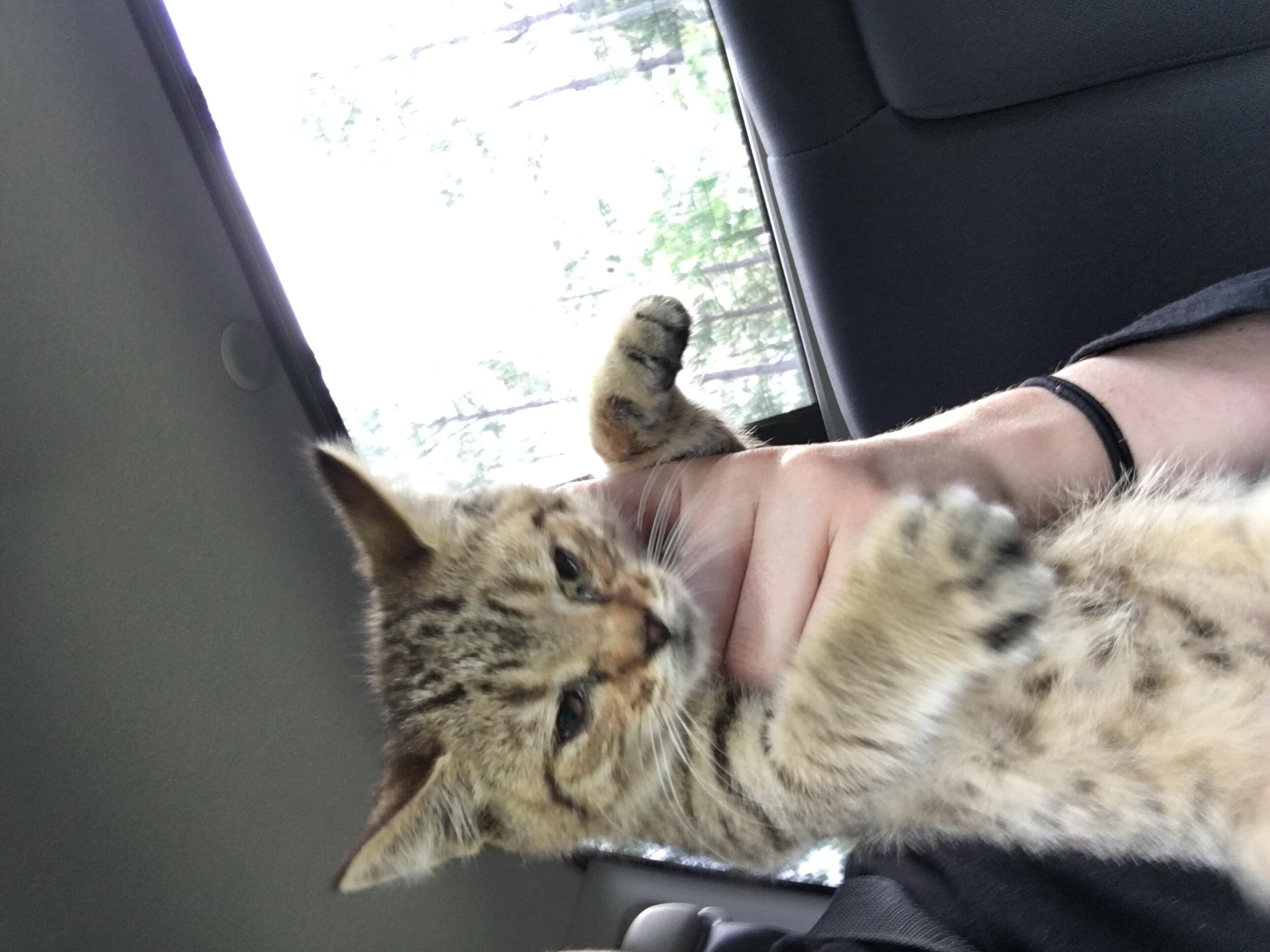 Kitten has crusty eyes & discharge, seems healthy. What's wrong? | Petco