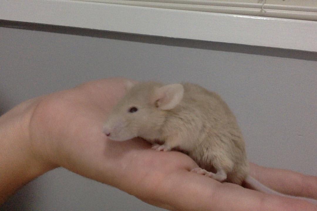 Why is my mouse breathing heavily, losing weight, and tired? | Petco