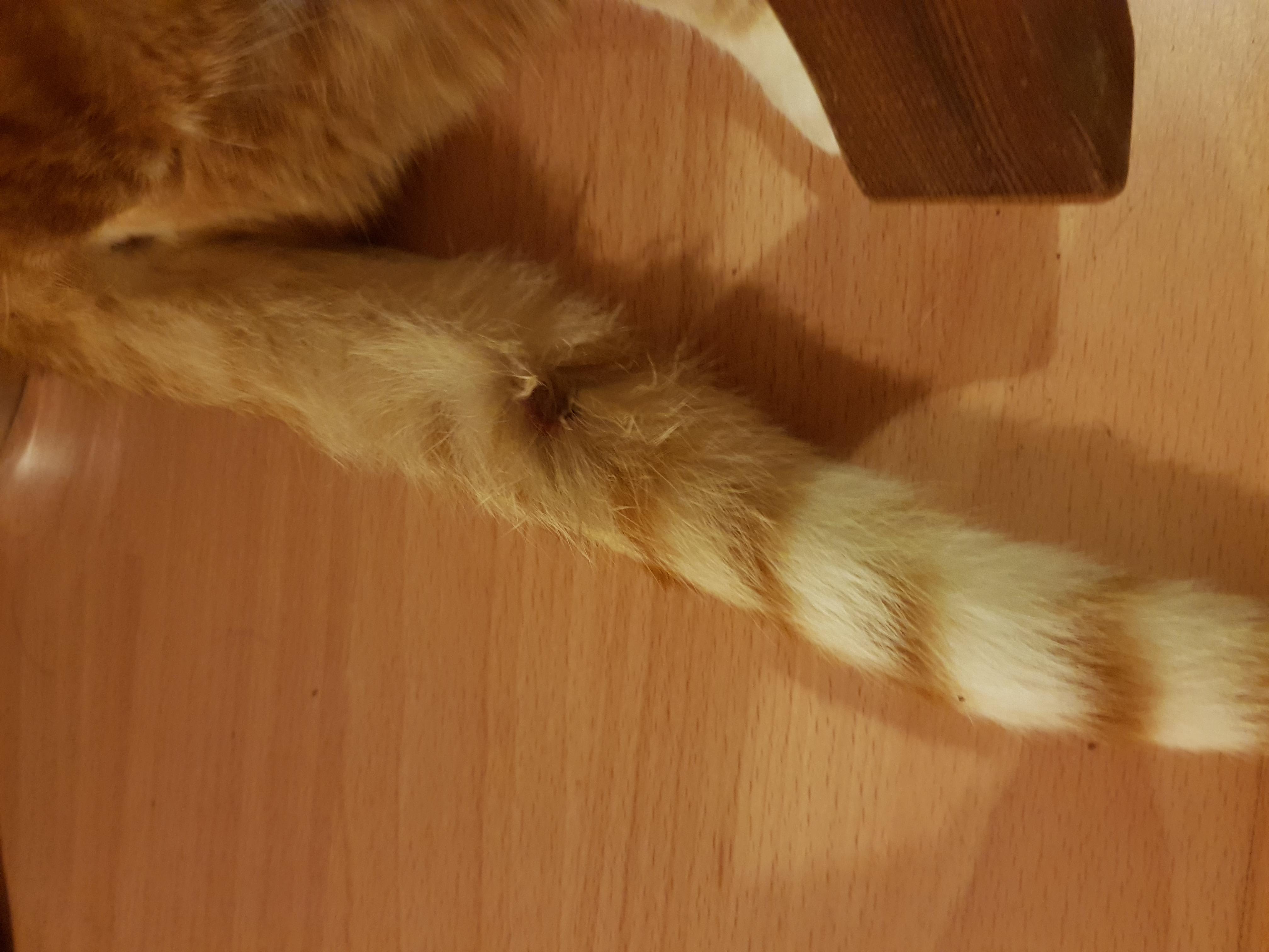 My Cat Has a Cut on His Tail: How to Clean & Care for It | Petco