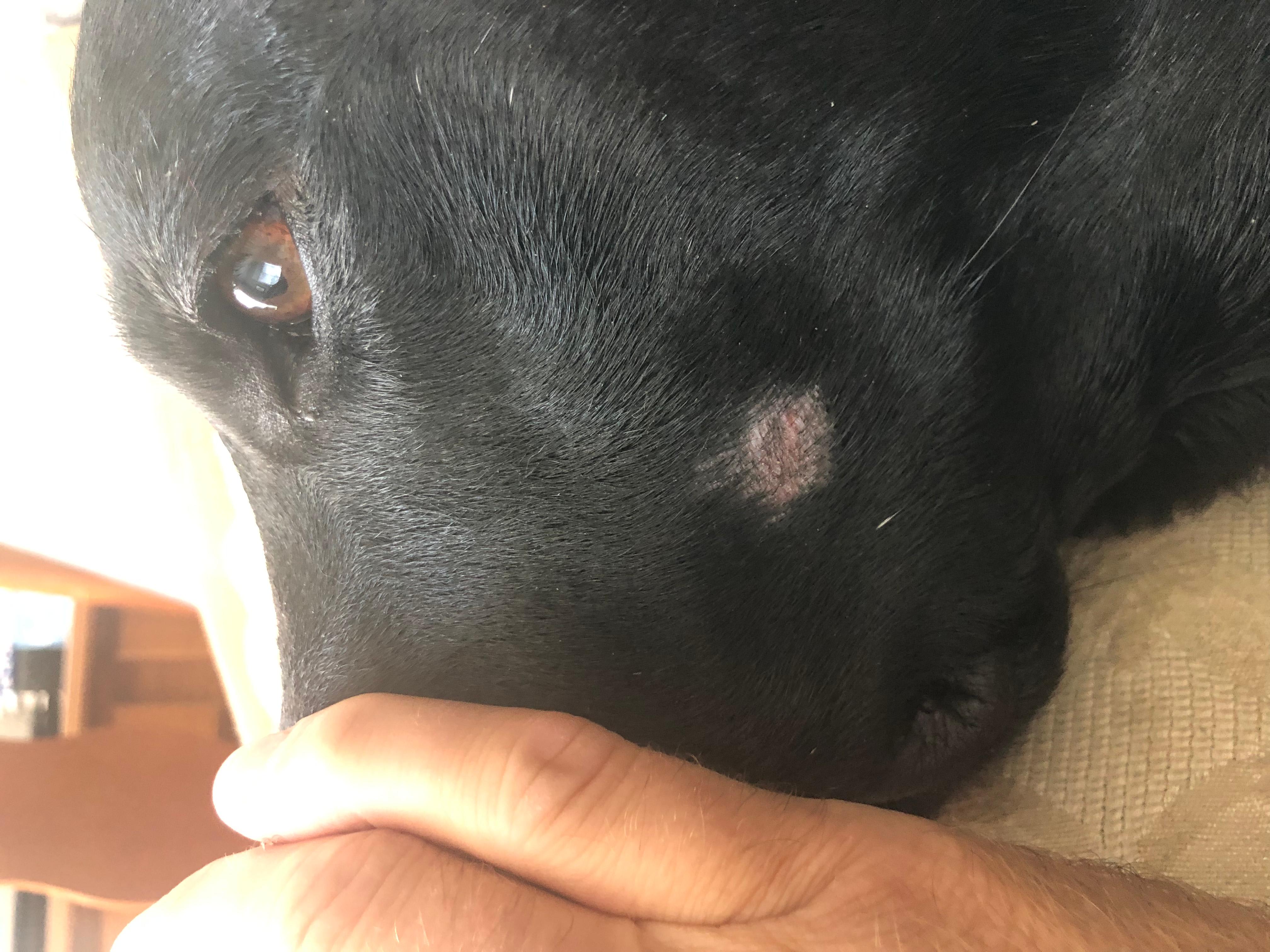 My Dog Has a Cheek Wound: Is it a bite or an infection? | Petco
