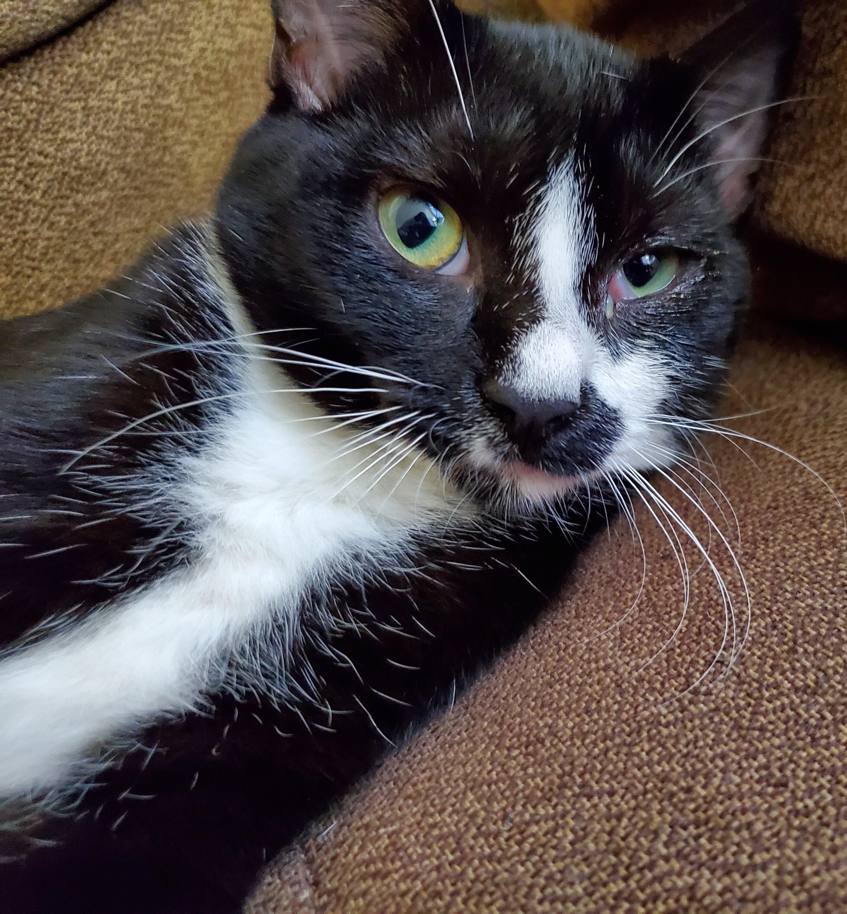 Kitten's Crusty Eye? Is Terramycin Safe & How Often to Use? | Petco