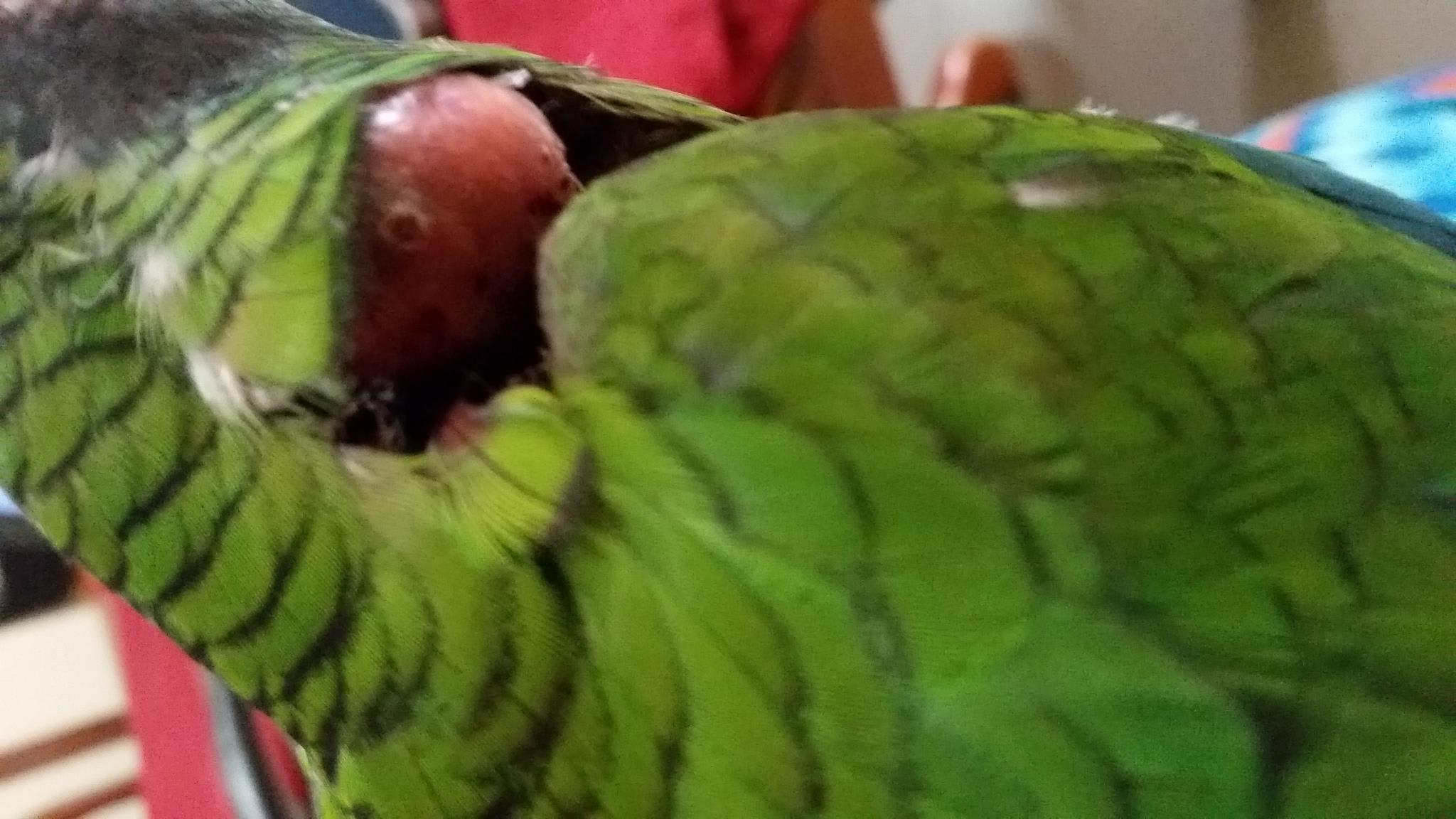 Hi, my name is Alexa, I'm writing because I'm scared for my parrot's life. She developed this ...