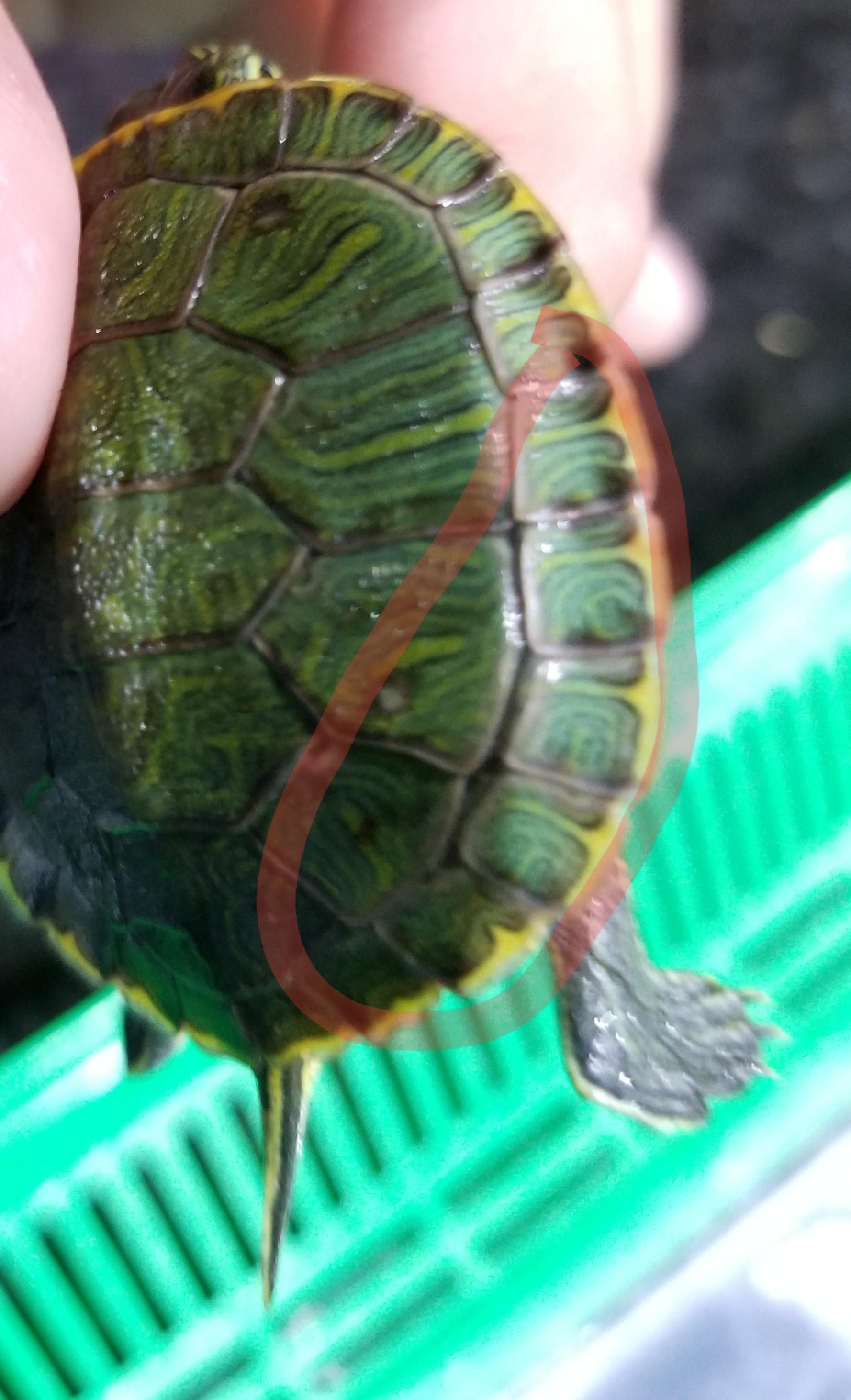 My Red Eared Slider's Shell is Cracking. Normal or Serious? | Petco