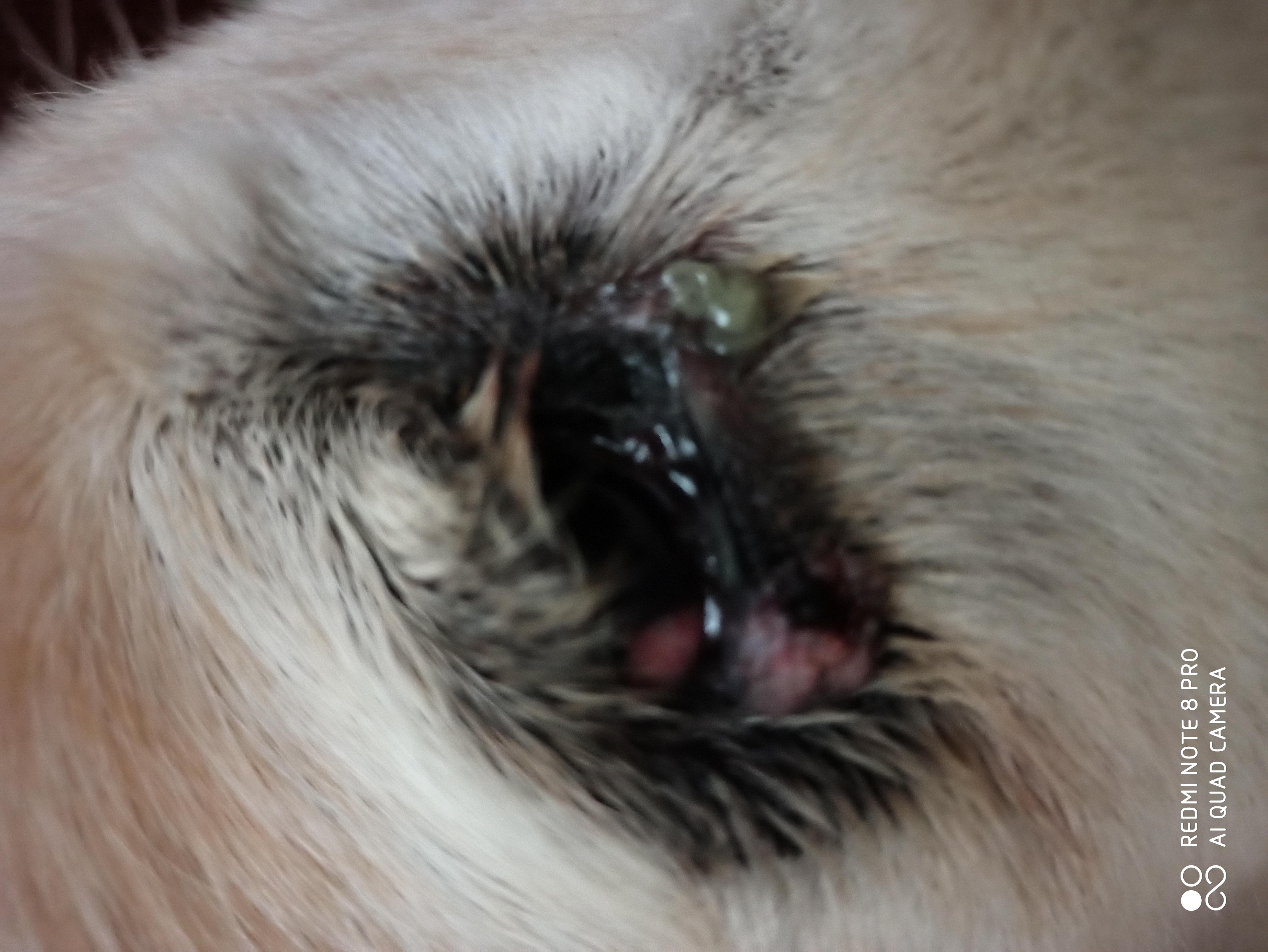 Can I treat my old dog's bleeding eye wart without surgery? | Petco