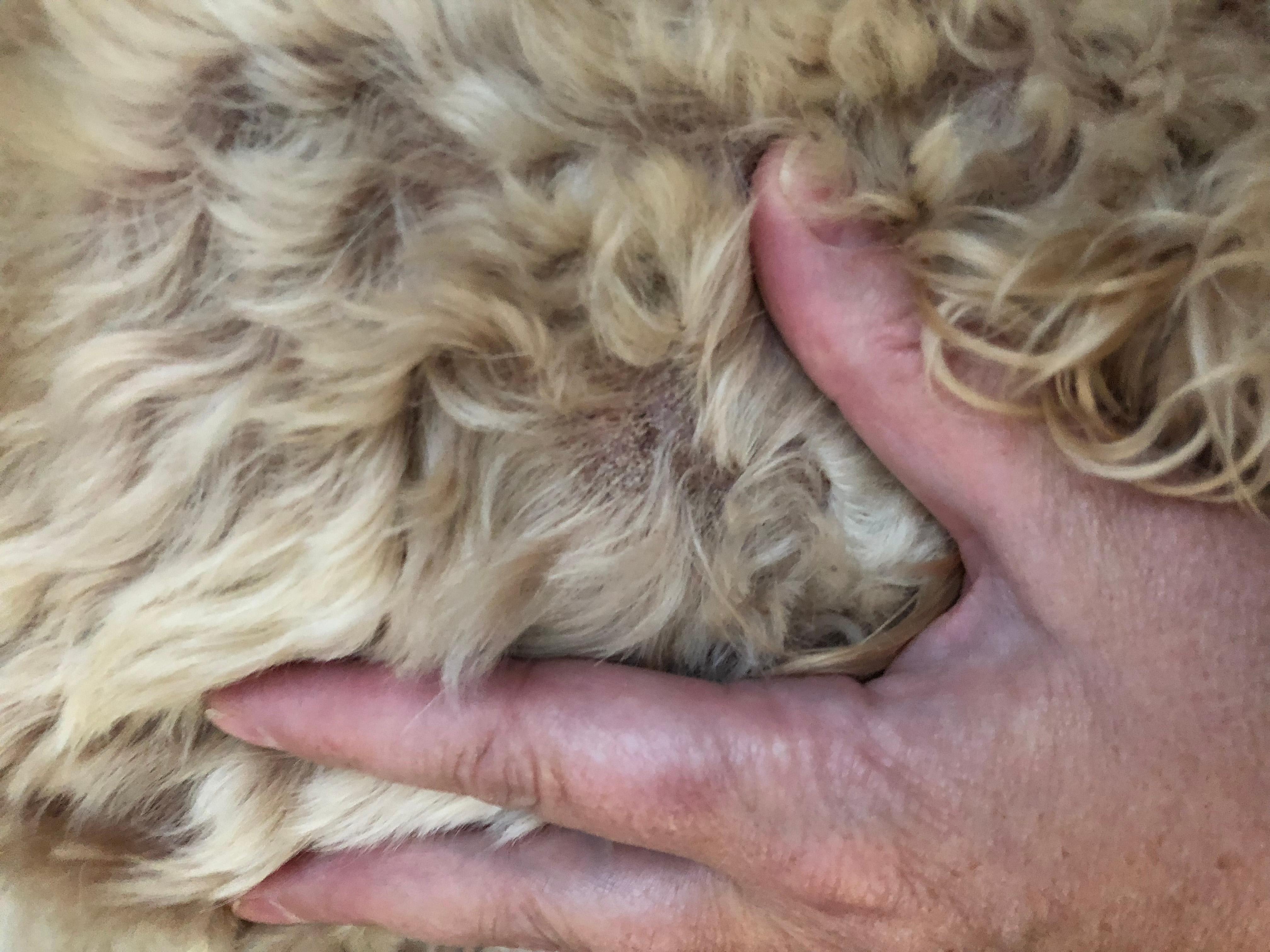 My Dog Has a Skin Condition: Is It Ringworm & What to Do? | Petco