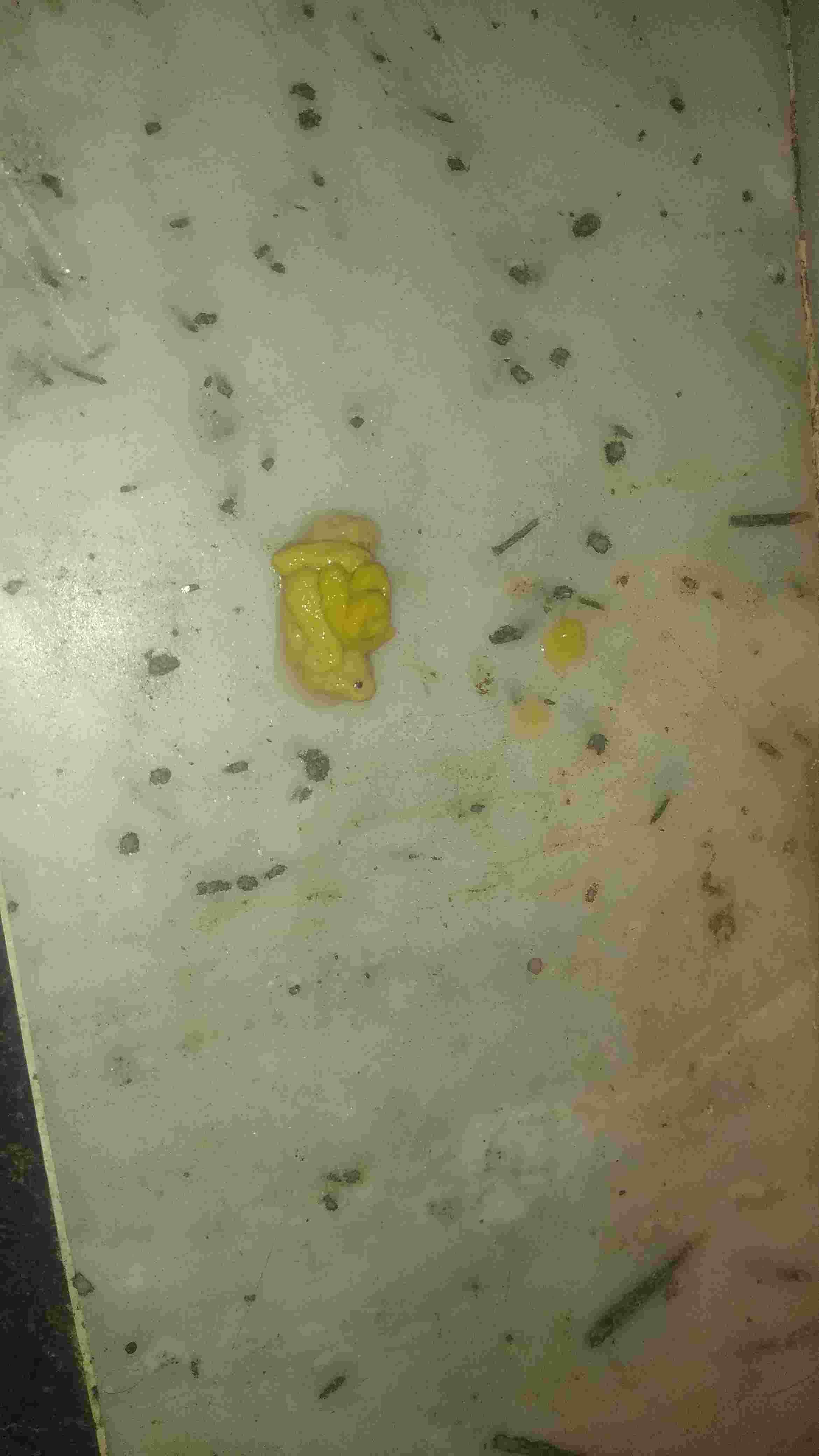 My puppy has bright yellow, watery, loose stools. Is this normal? | Petco