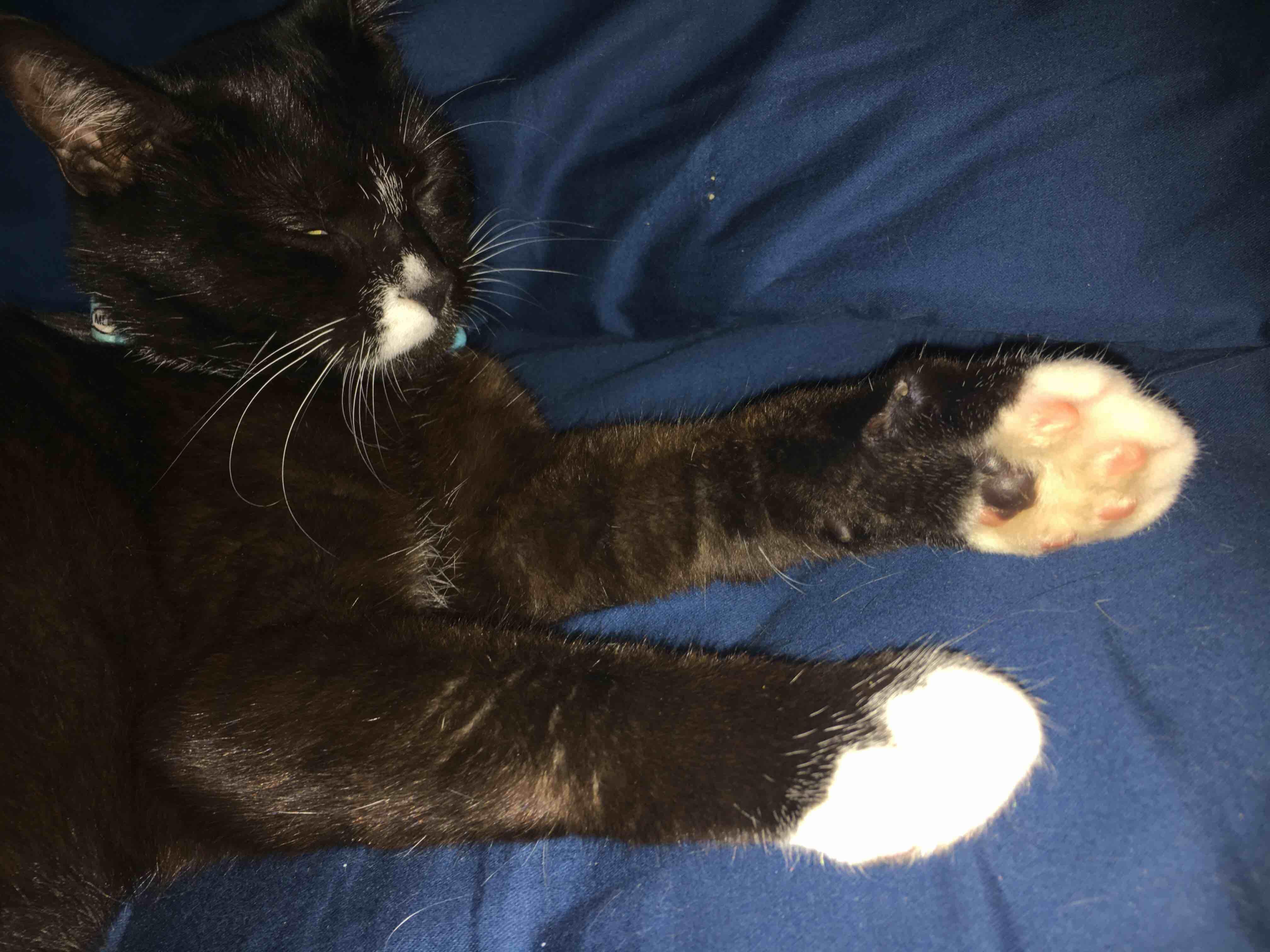 Cat's Paw Swollen from Bee Sting? How to Stop Biting & Swelling | Petco