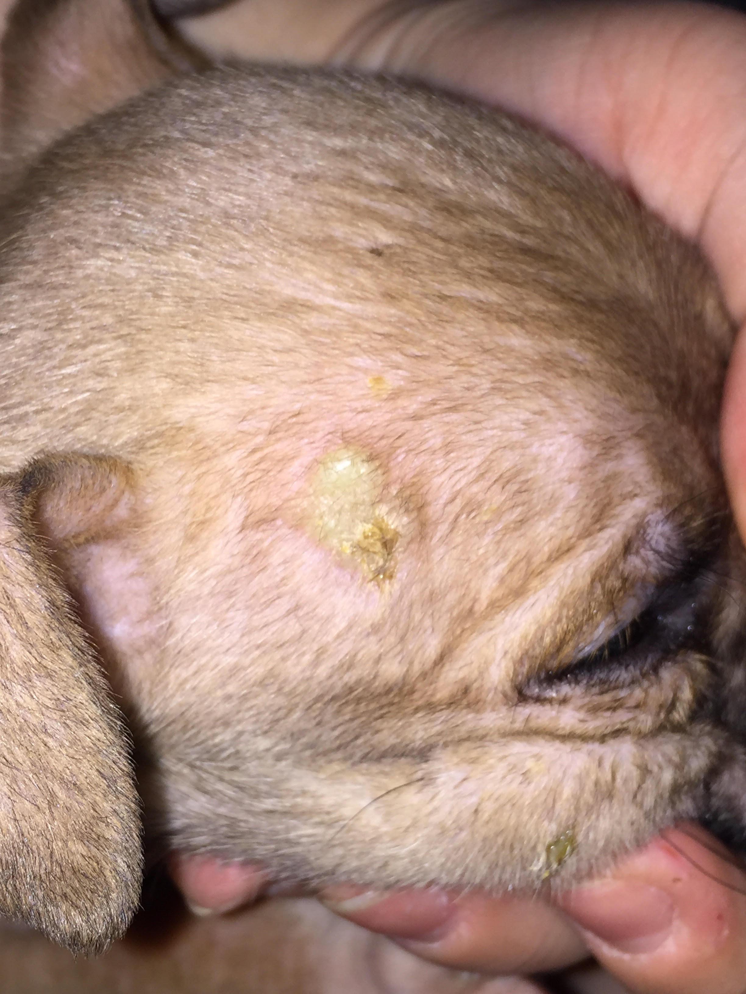 My Puppy Has Green Boils on Head & Tummy? What to Do | Petco