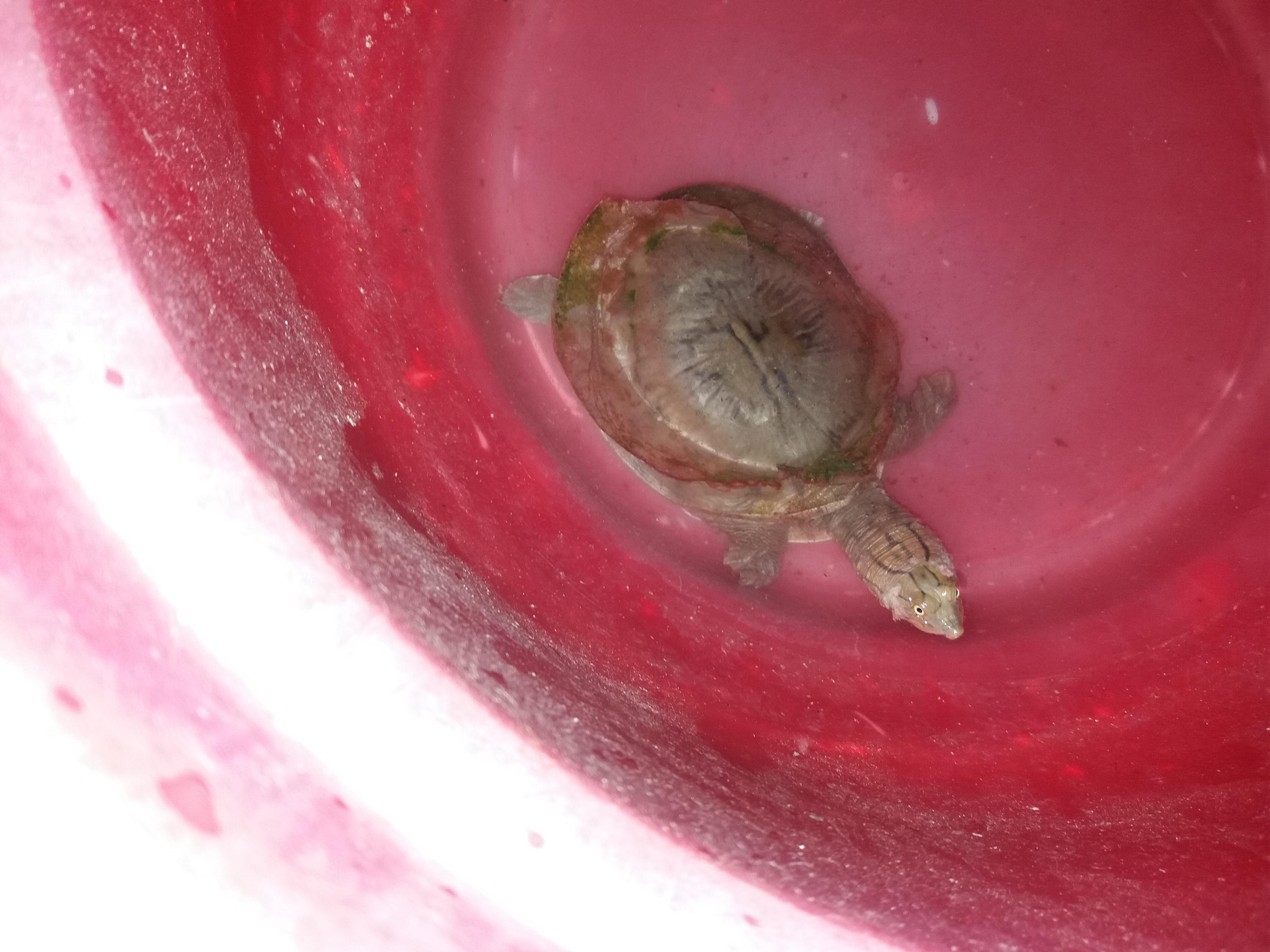 Why is my turtle's shell peeling and not shedding properly? | Petco