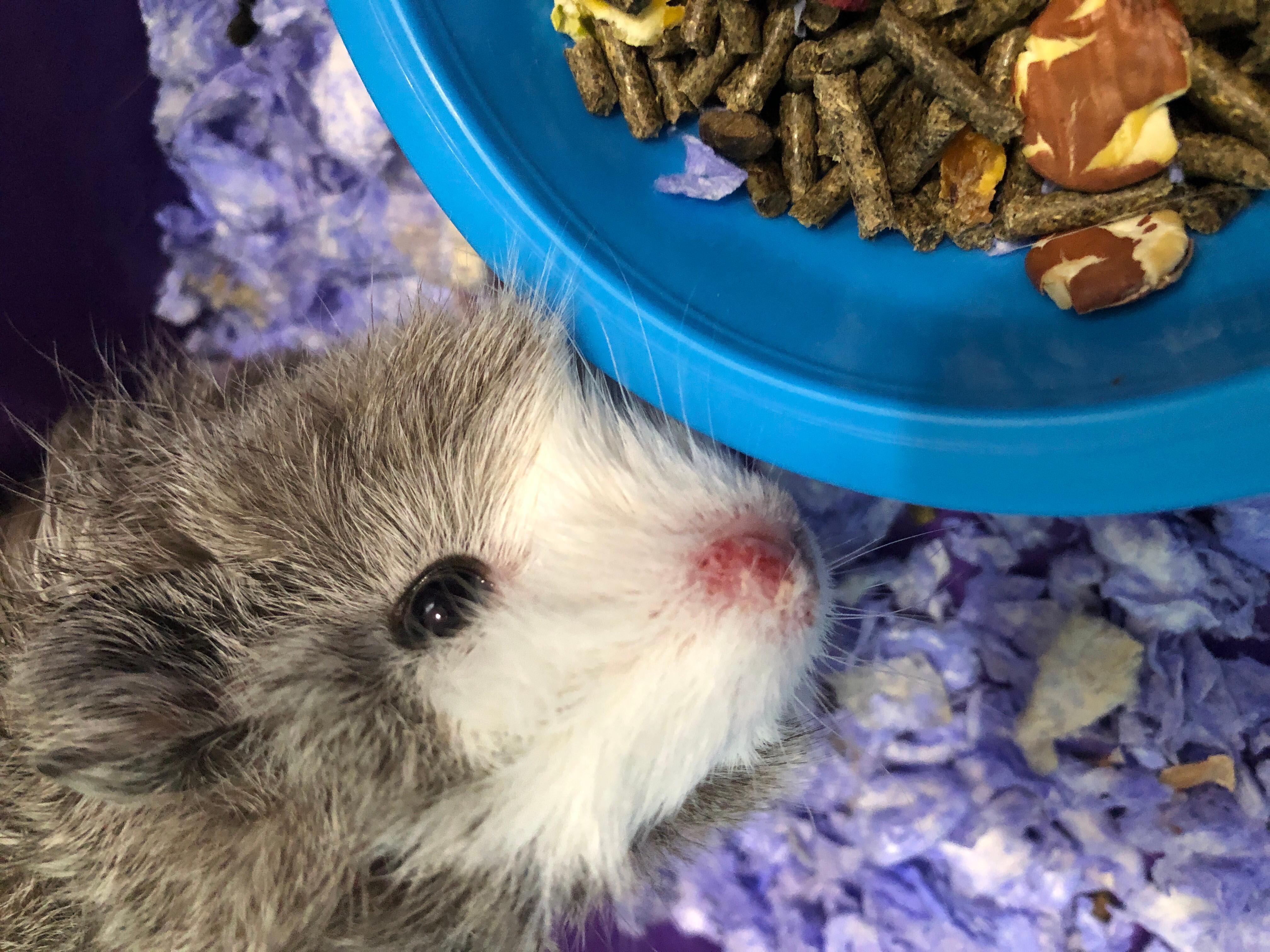 Why is my guinea pig sneezing, itching, and has a crusty nose? | Petco