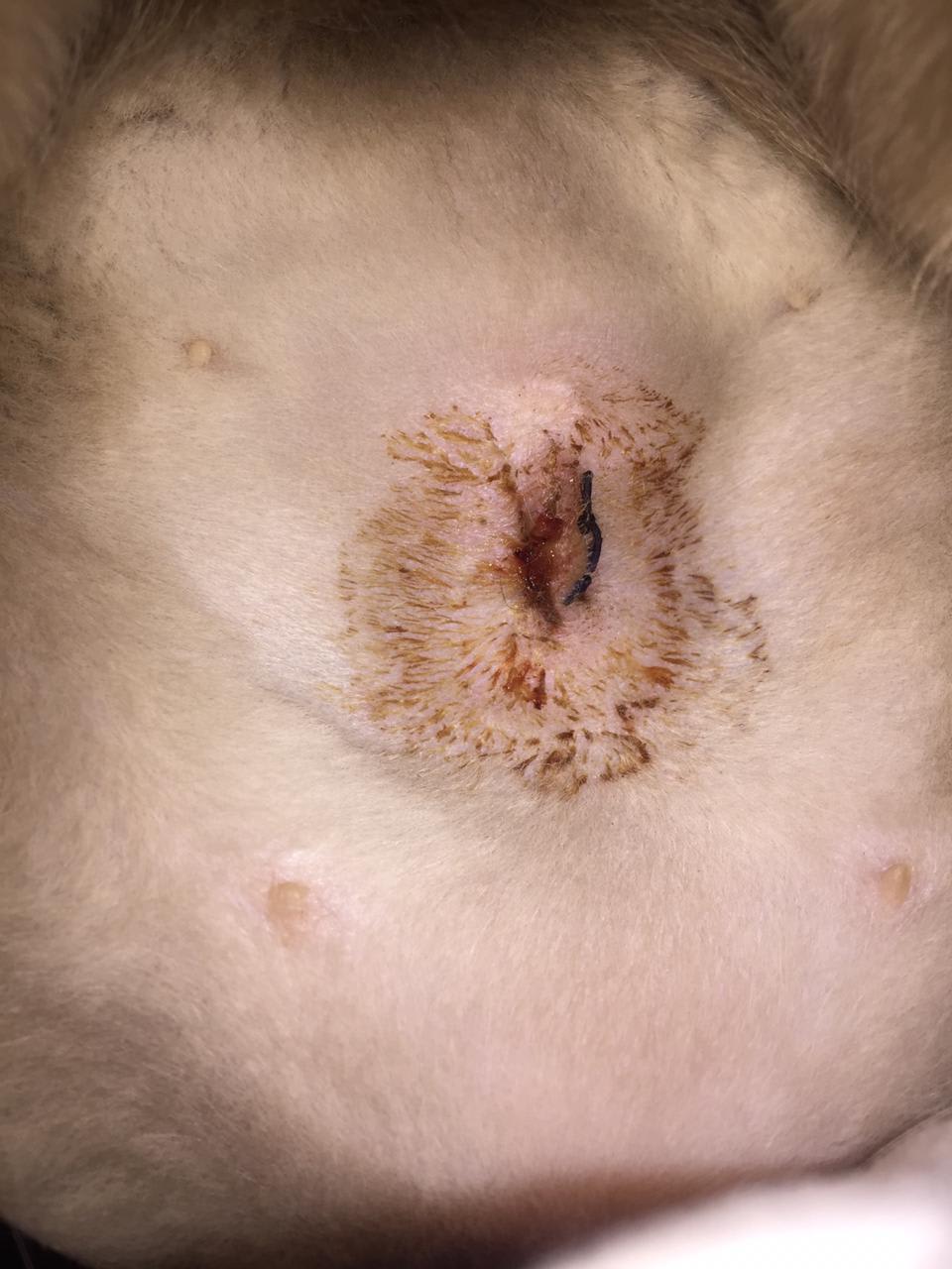 My Cat's Spay Incision Looks Infected: What Should I Do? | Petco