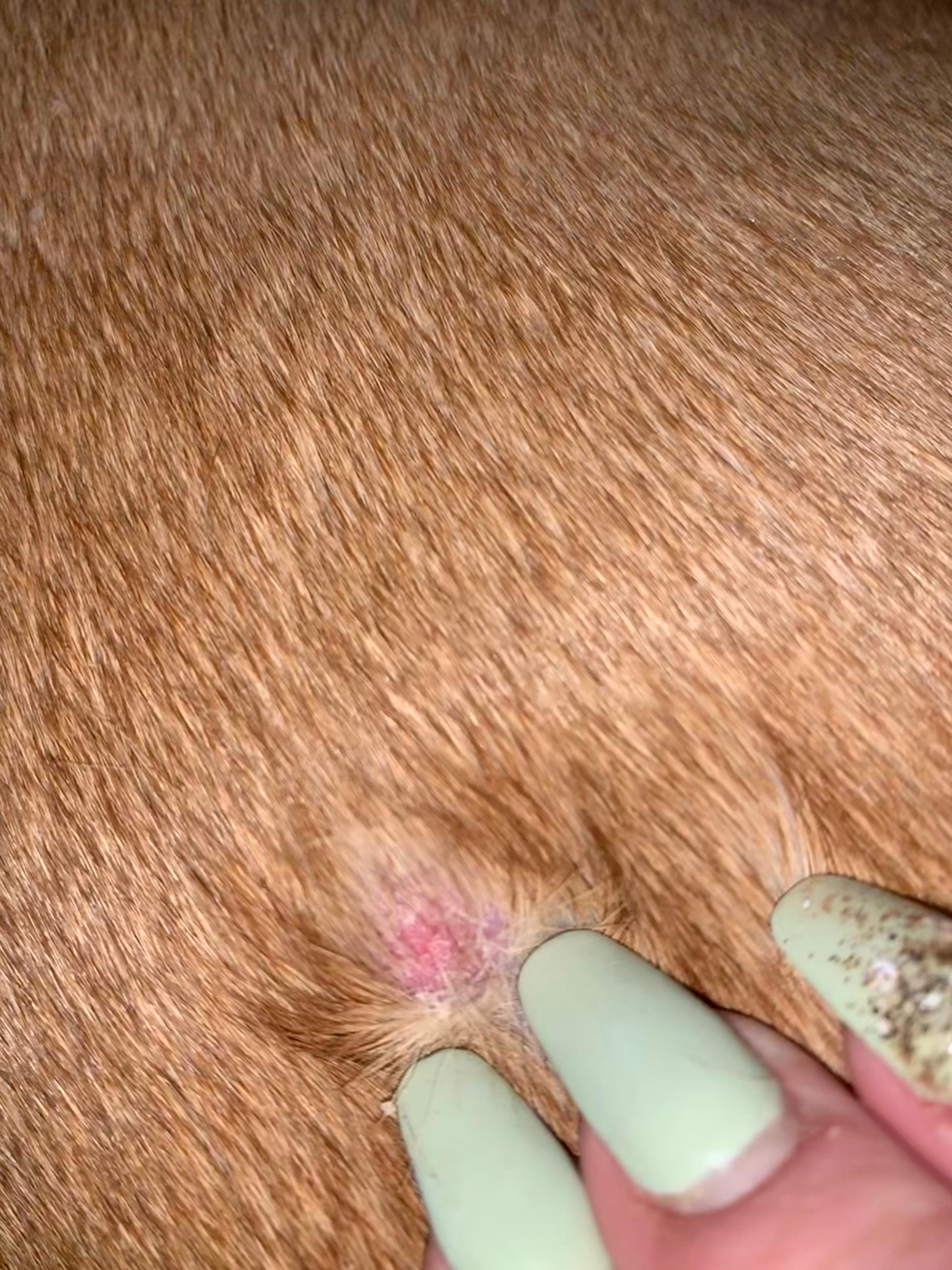 My Dog Has Red, Flaky, Itchy Bumps: Is It an Allergy? | Petco